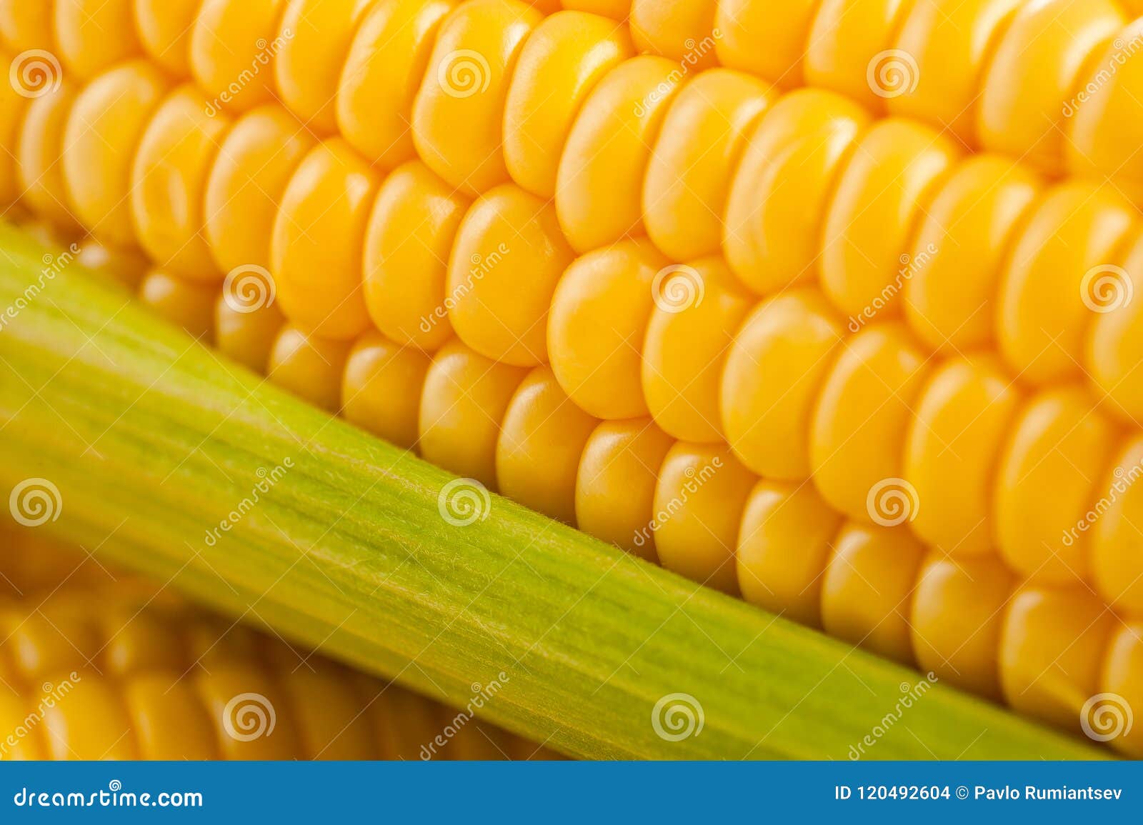 Corn Bright Juicy Vegetarian Shot Over White Background Stock Photo ...