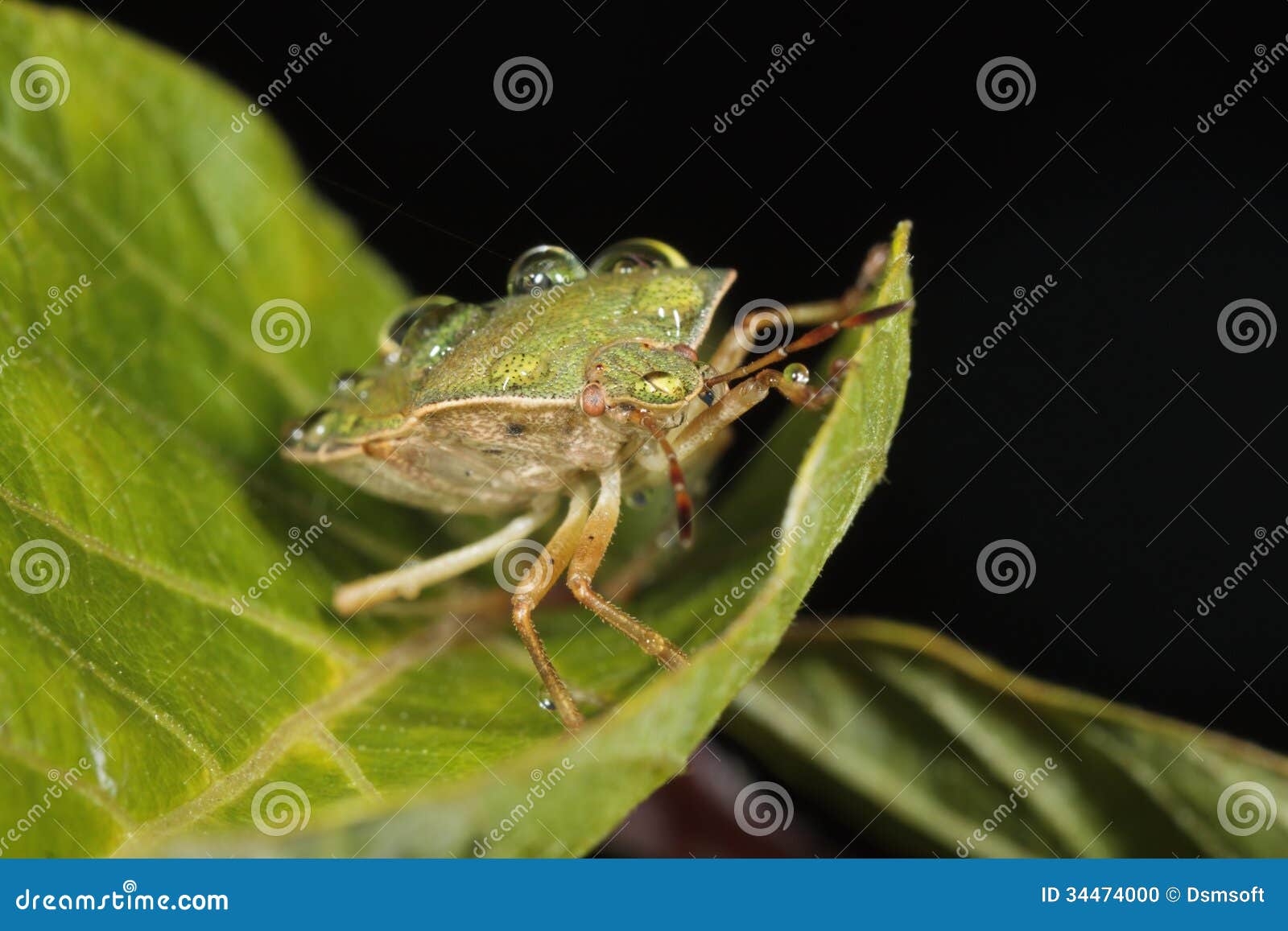 Corn Bug (Eurygaster Integriceps) with Water Drops on a Green Leaf ...