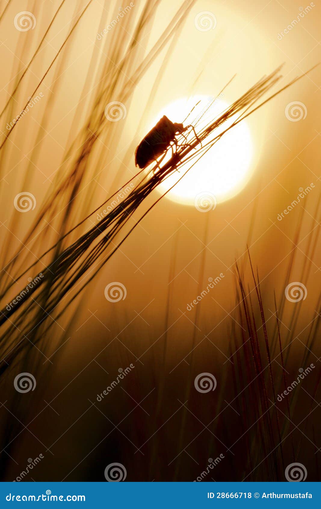 Corn bug in the sunset stock photo. Image of orange, nature - 28666718