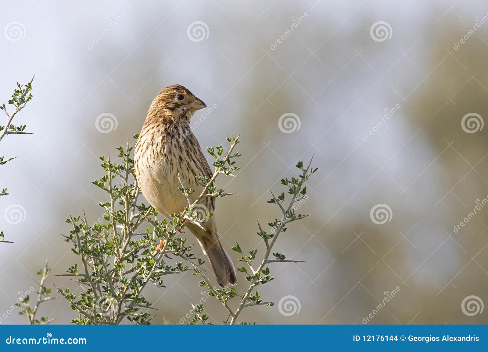 Corn Bunting stock photo. Image of corn, feathers, bird - 12176144