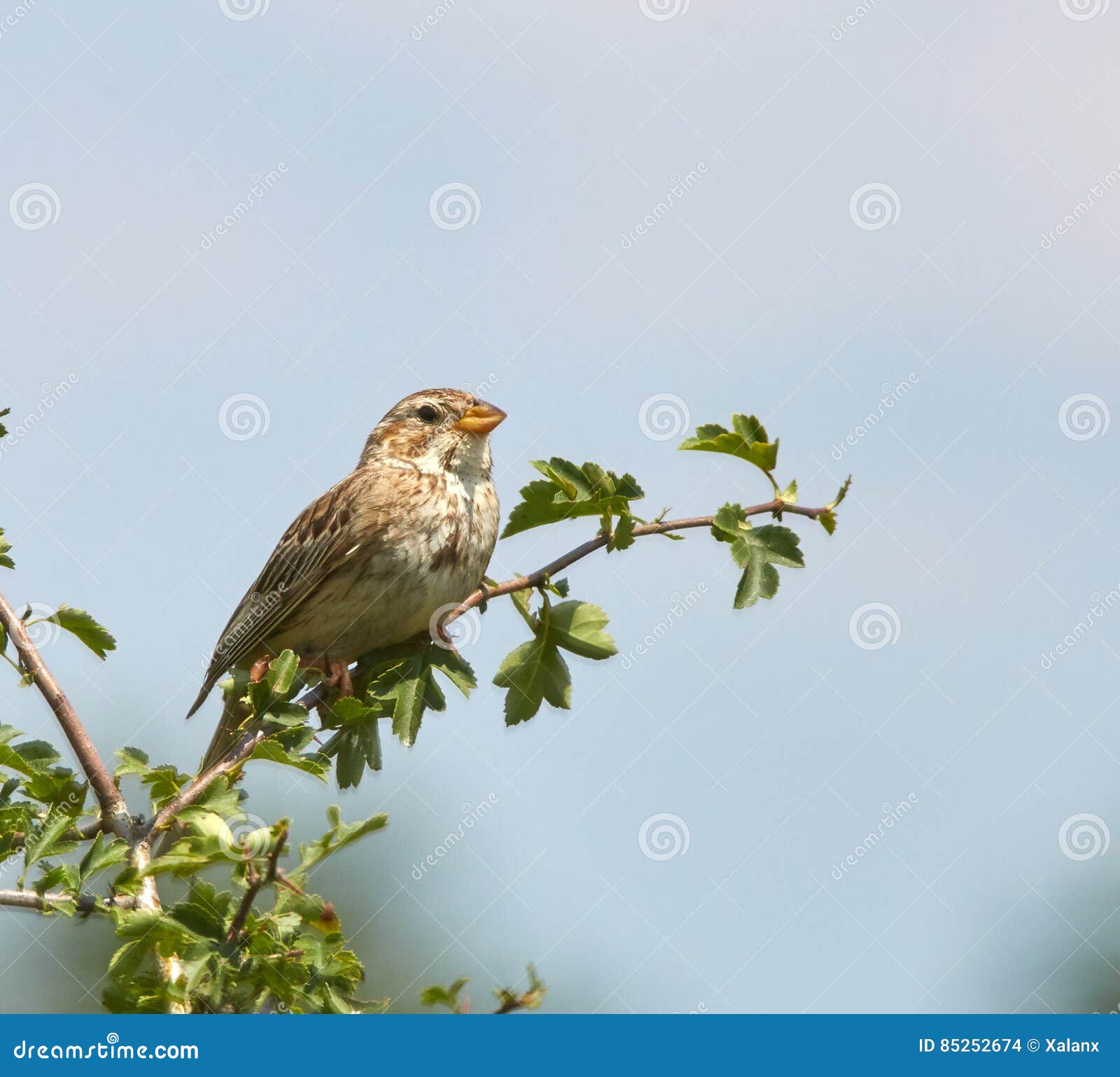 Corn bunting bird perched stock photo. Image of environment - 85252674