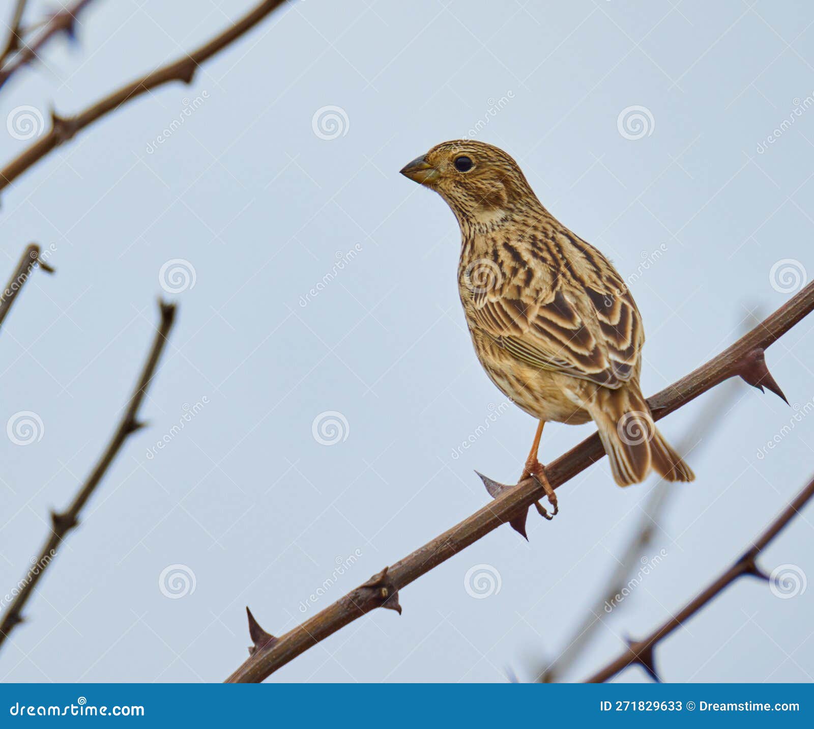 Corn bunting bird stock image. Image of predatory, beak - 271829633