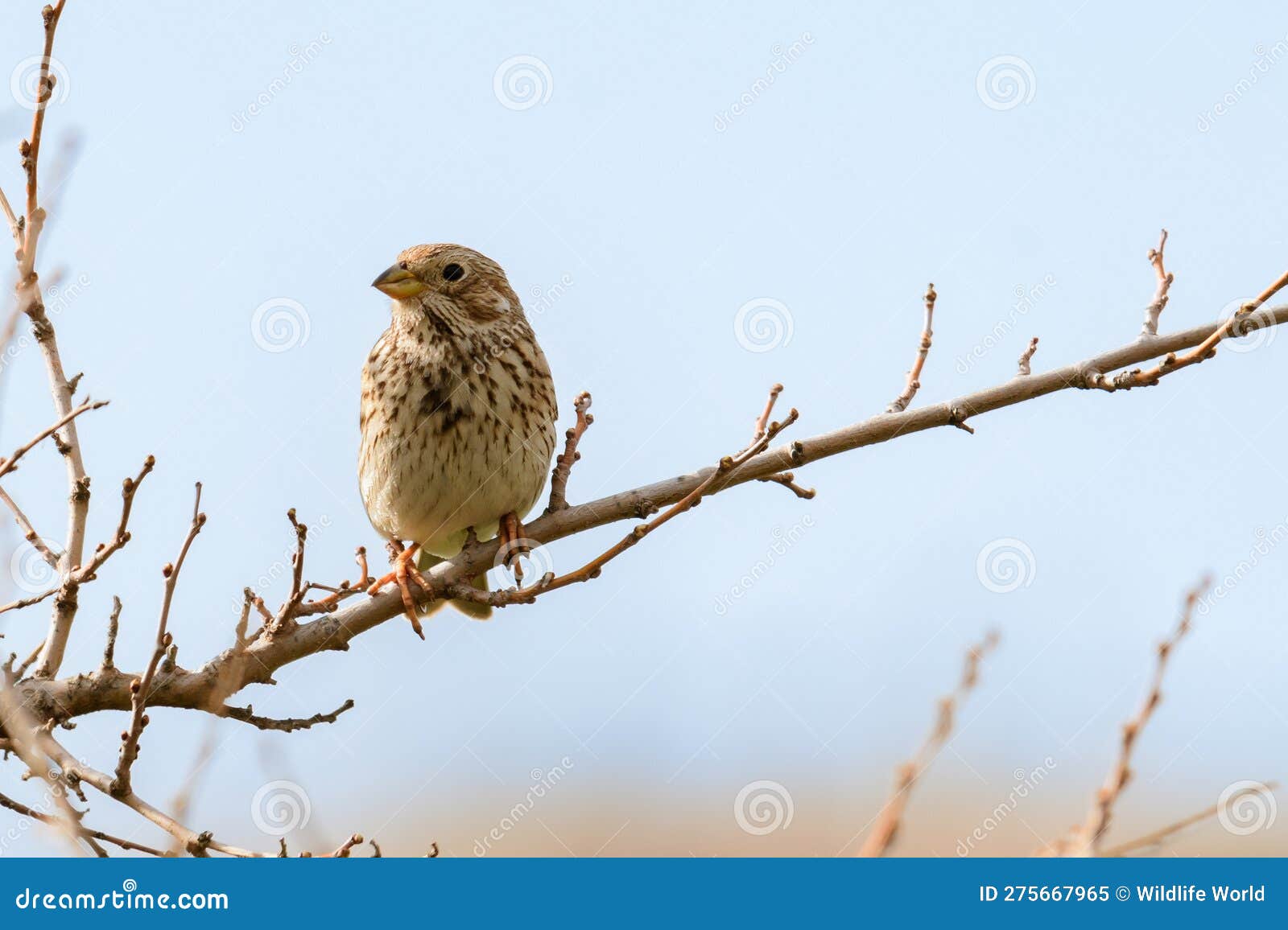 Corn Bunting on Branch, Miliaria Calandra Stock Image - Image of summer ...