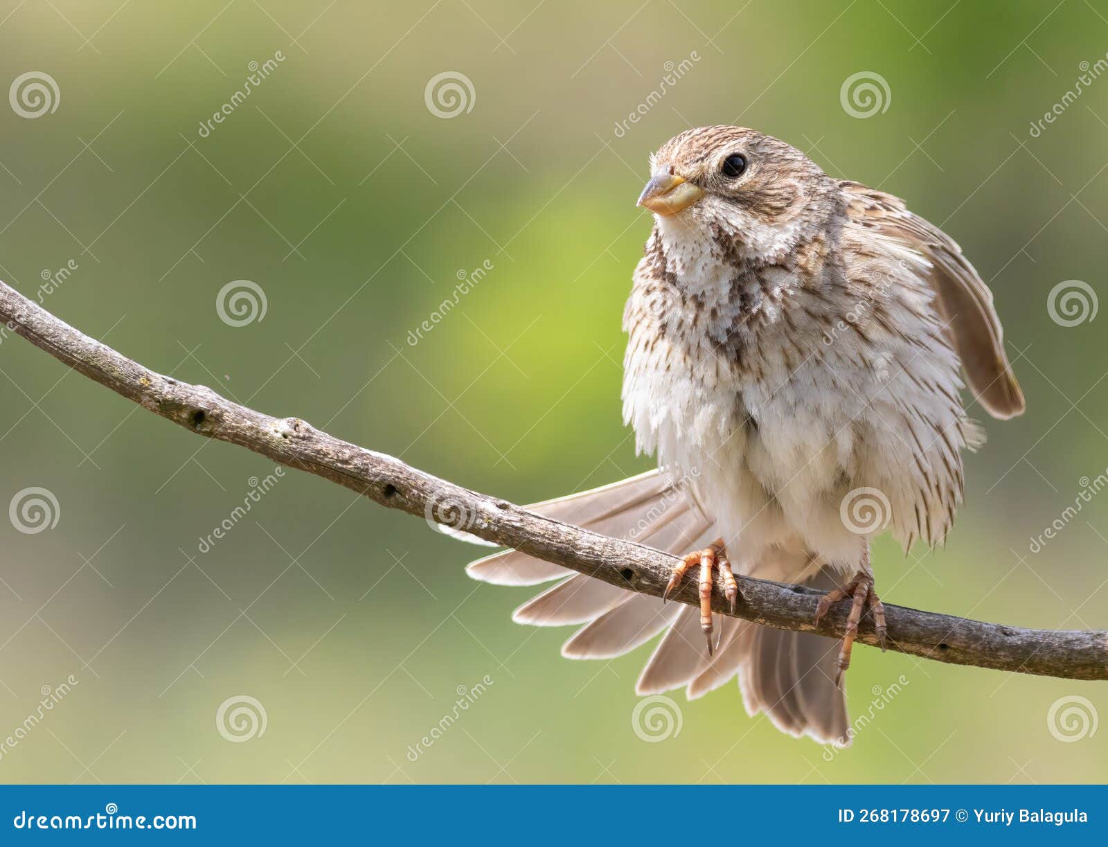 Corn Bunting, Emberiza Calandra. a Bird Stretching Its Wings and Tail ...