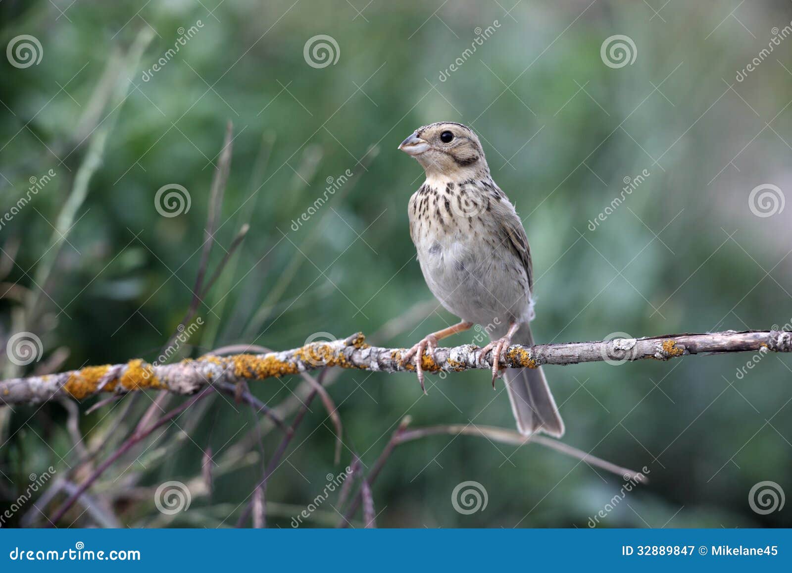 Corn Bunting, Emberiza Calandra Stock Image - Image of wildlife ...