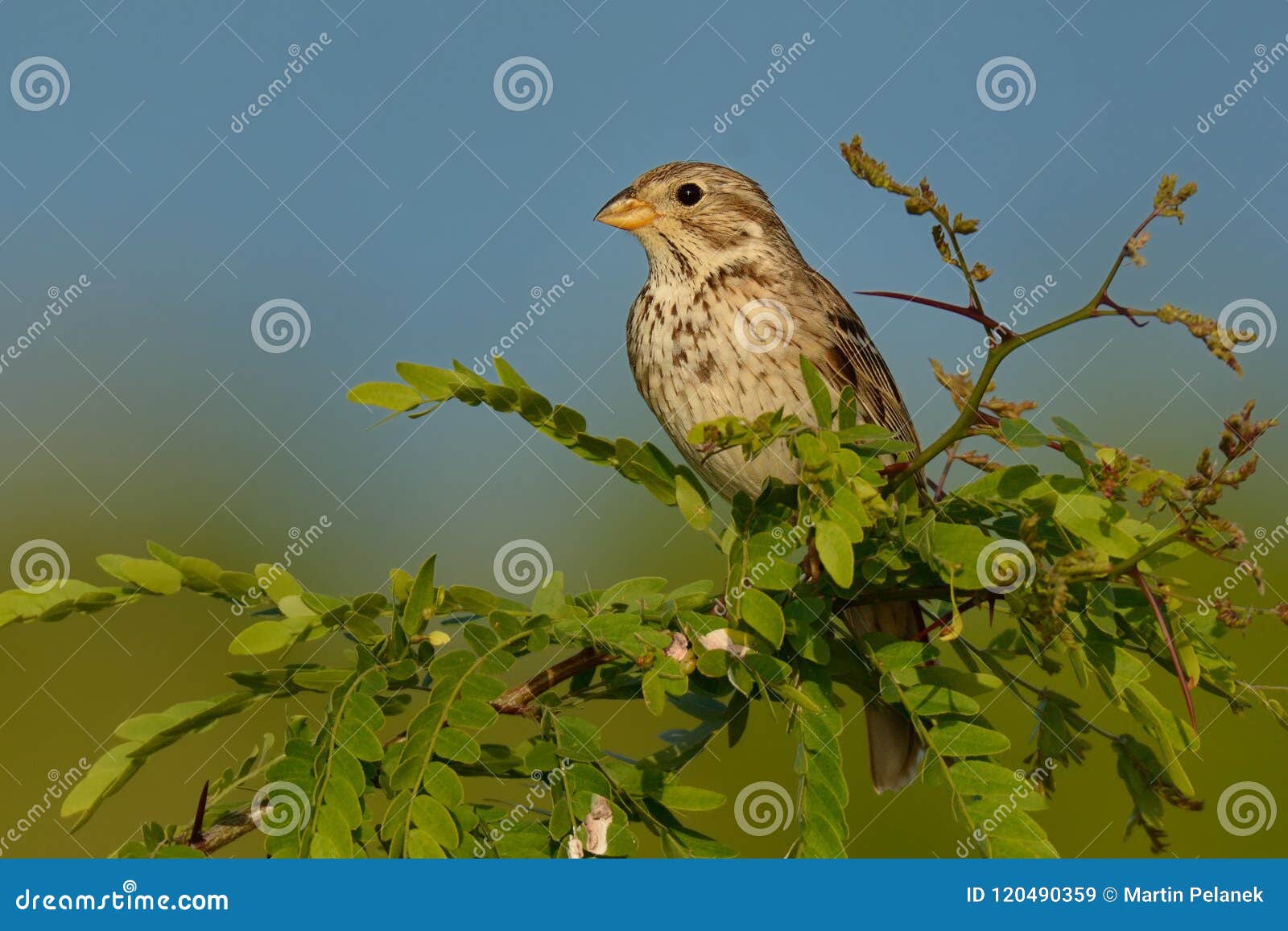 Corn Bunting - Emberiza Calandra Stock Image - Image of europe ...