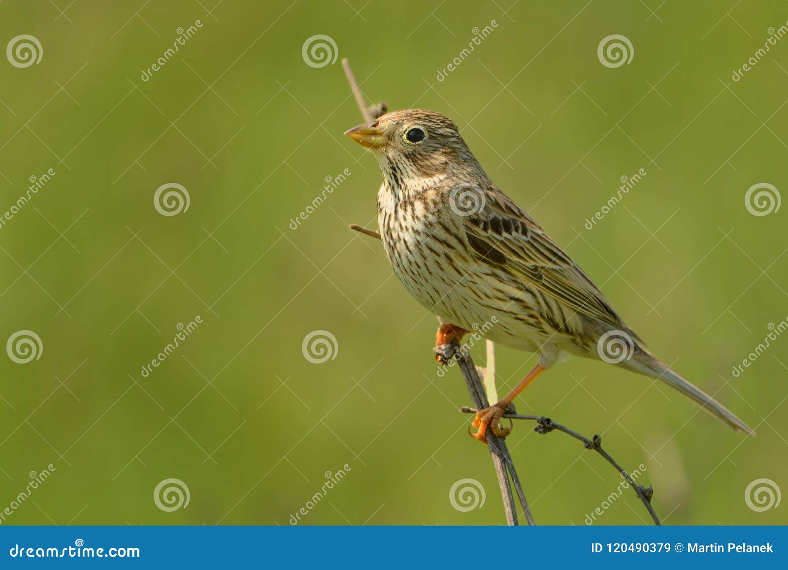 Corn Bunting - Emberiza Calandra Stock Image - Image of field, calandra ...