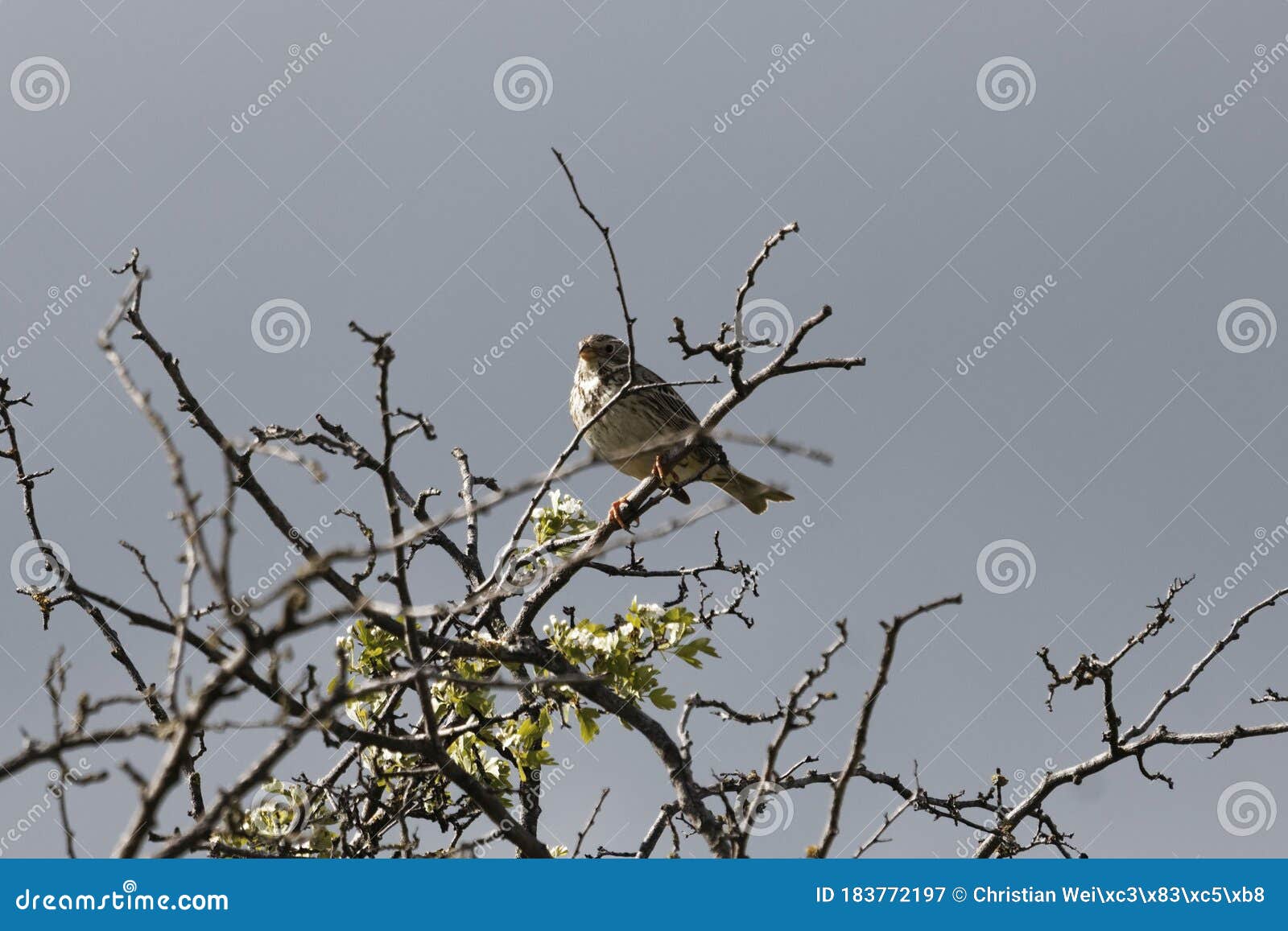 Corn Bunting, Emberiza Calandra Stock Image - Image of passerine, bird ...
