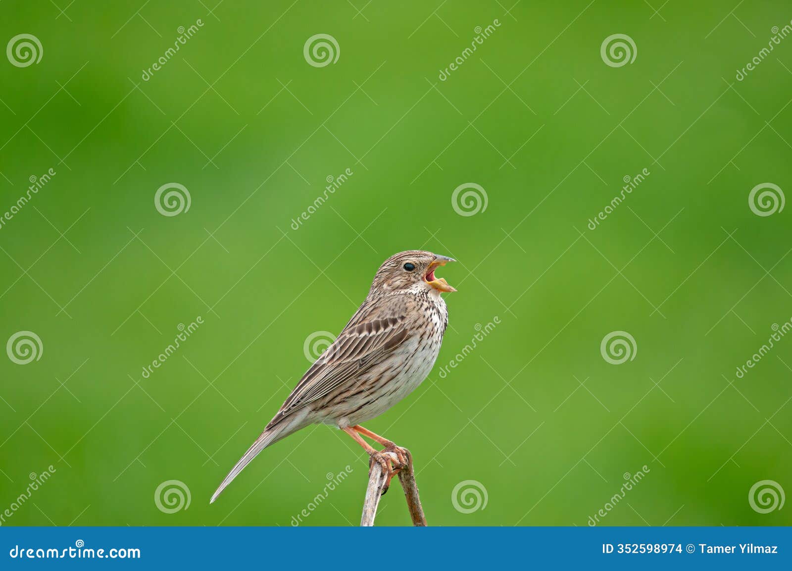 Corn Bunting (Emberiza Calandra) Singing on a Branch. Green Blurred ...