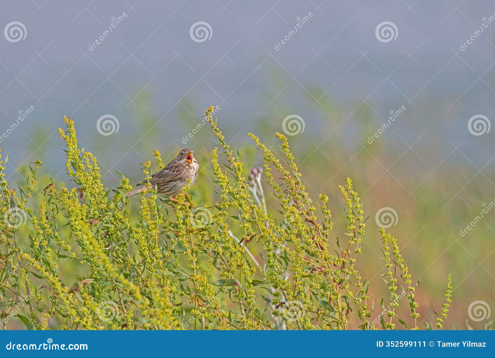 Corn Bunting (Emberiza Calandra) Singing on a Branch. Green Blurred ...