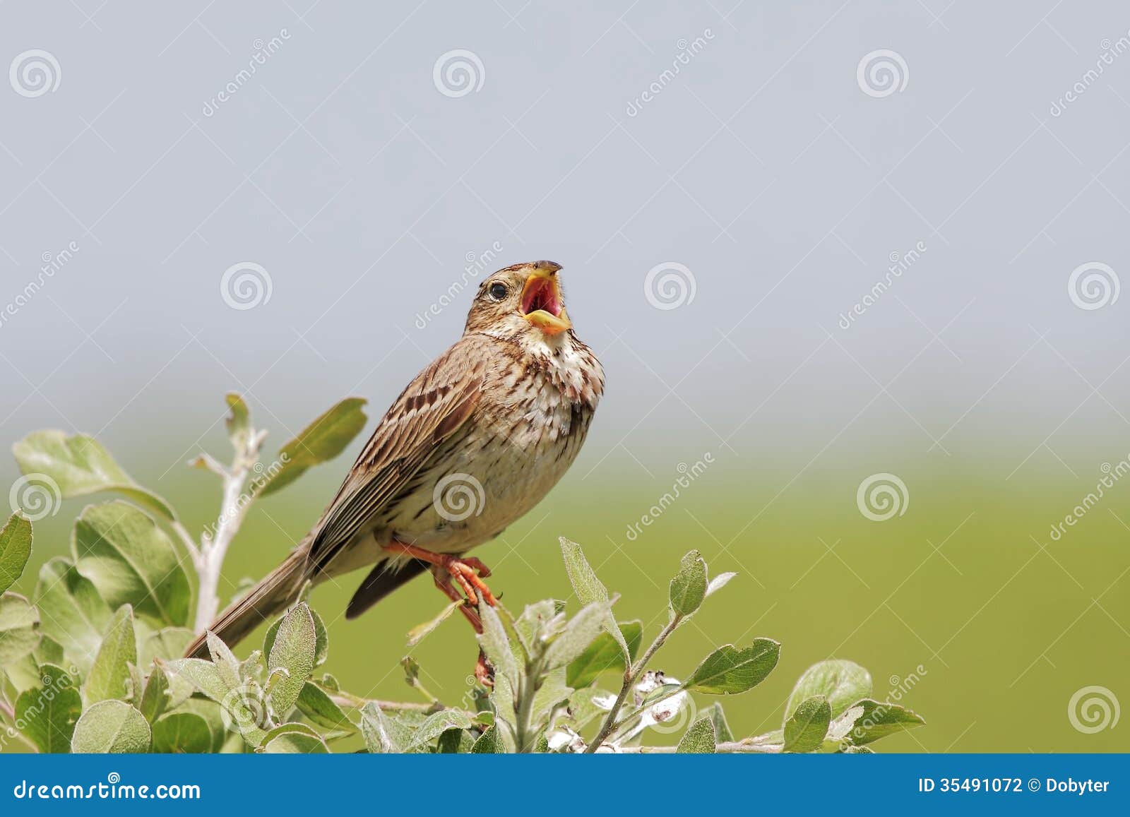 Corn Bunting/Emberiza Calandra/ Singing. Stock Photo - Image of wild ...