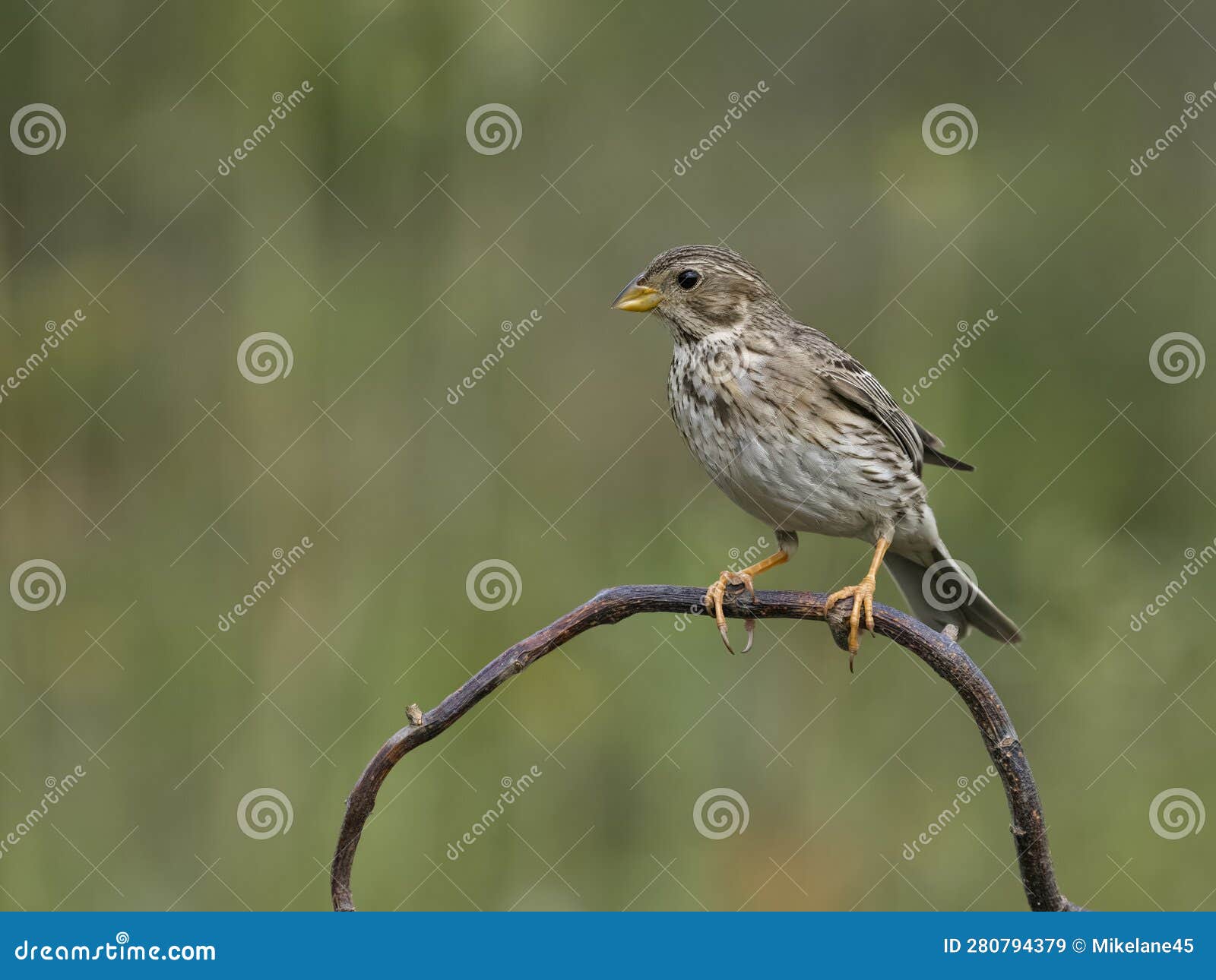 Corn Bunting, Emberiza Calandra Stock Image - Image of single, wildlife ...