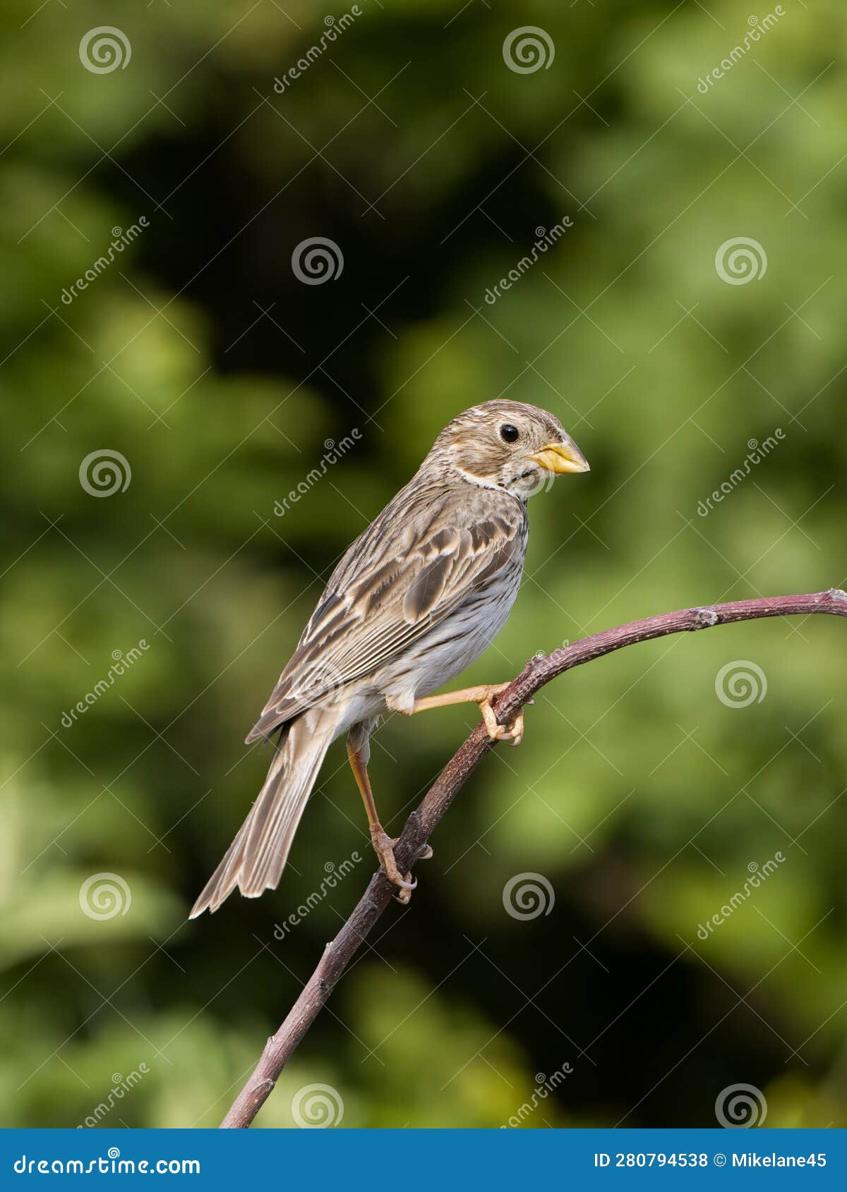 Corn Bunting, Emberiza Calandra Stock Photo - Image of wildlife ...
