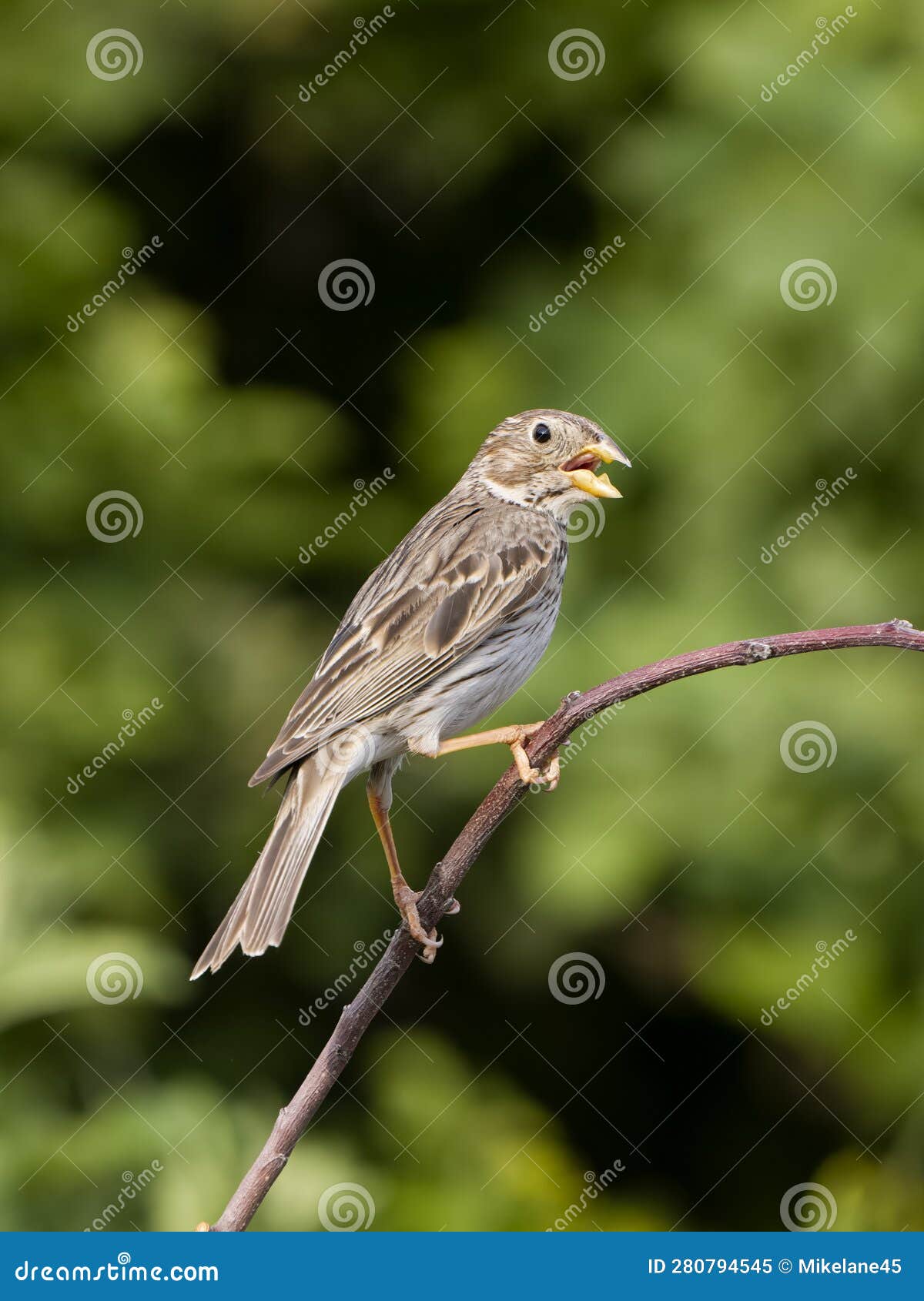 Corn Bunting, Emberiza Calandra Stock Image - Image of bunting ...