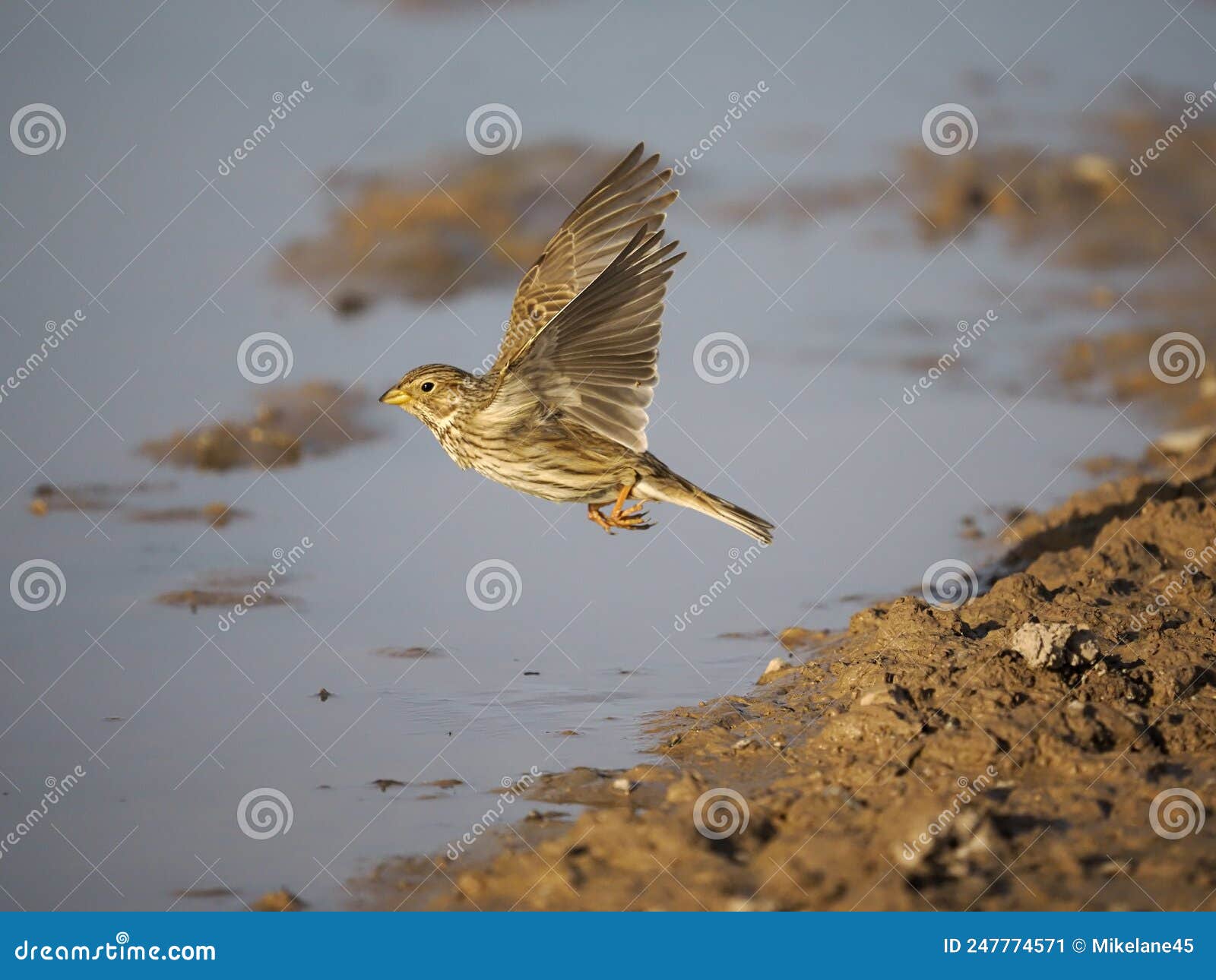 Corn Bunting, Emberiza Calandra Stock Image - Image of british, flight ...