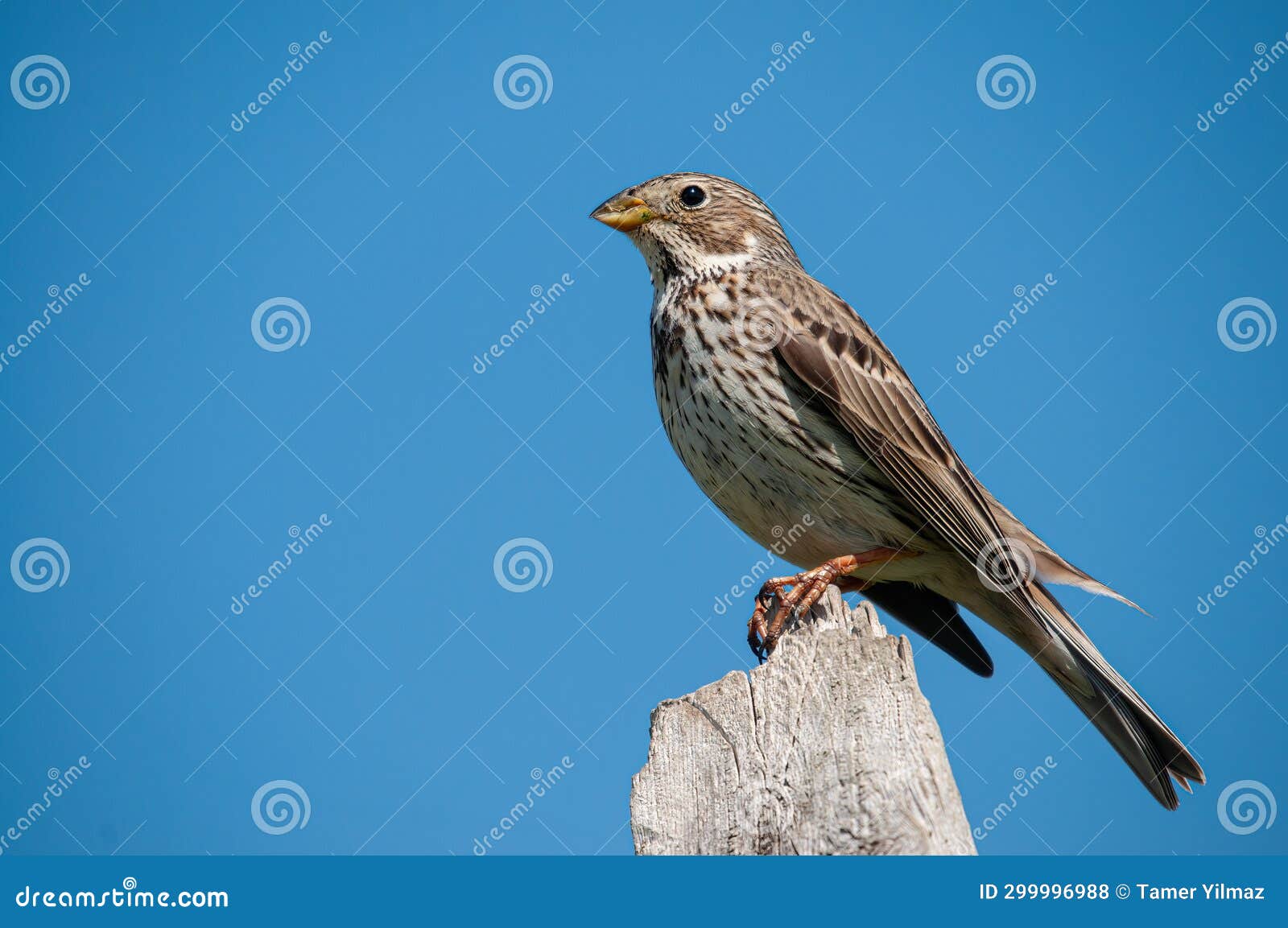 Corn Bunting (Emberiza Calandra) on a Tree Stump. Stock Photo - Image ...