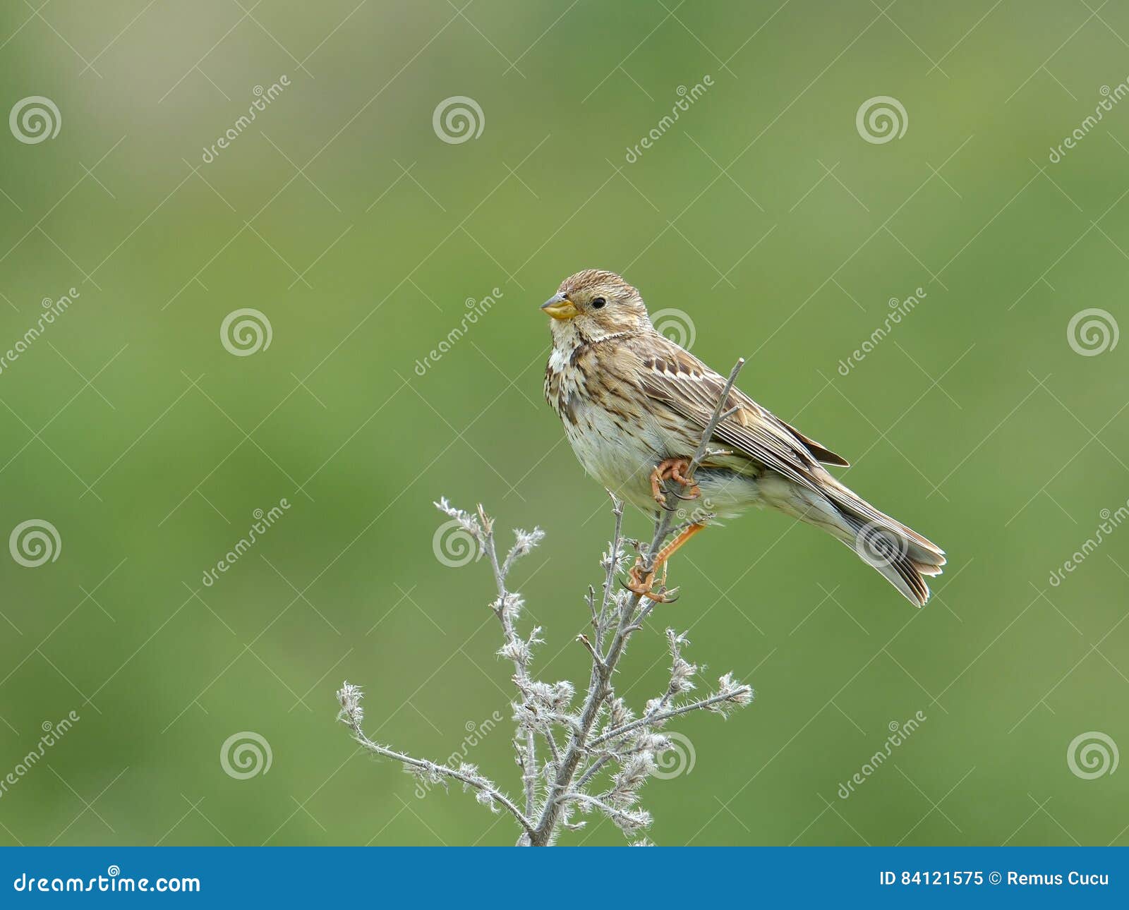 Corn Bunting Miliaria Calandra Stock Image - Image of outdoors ...