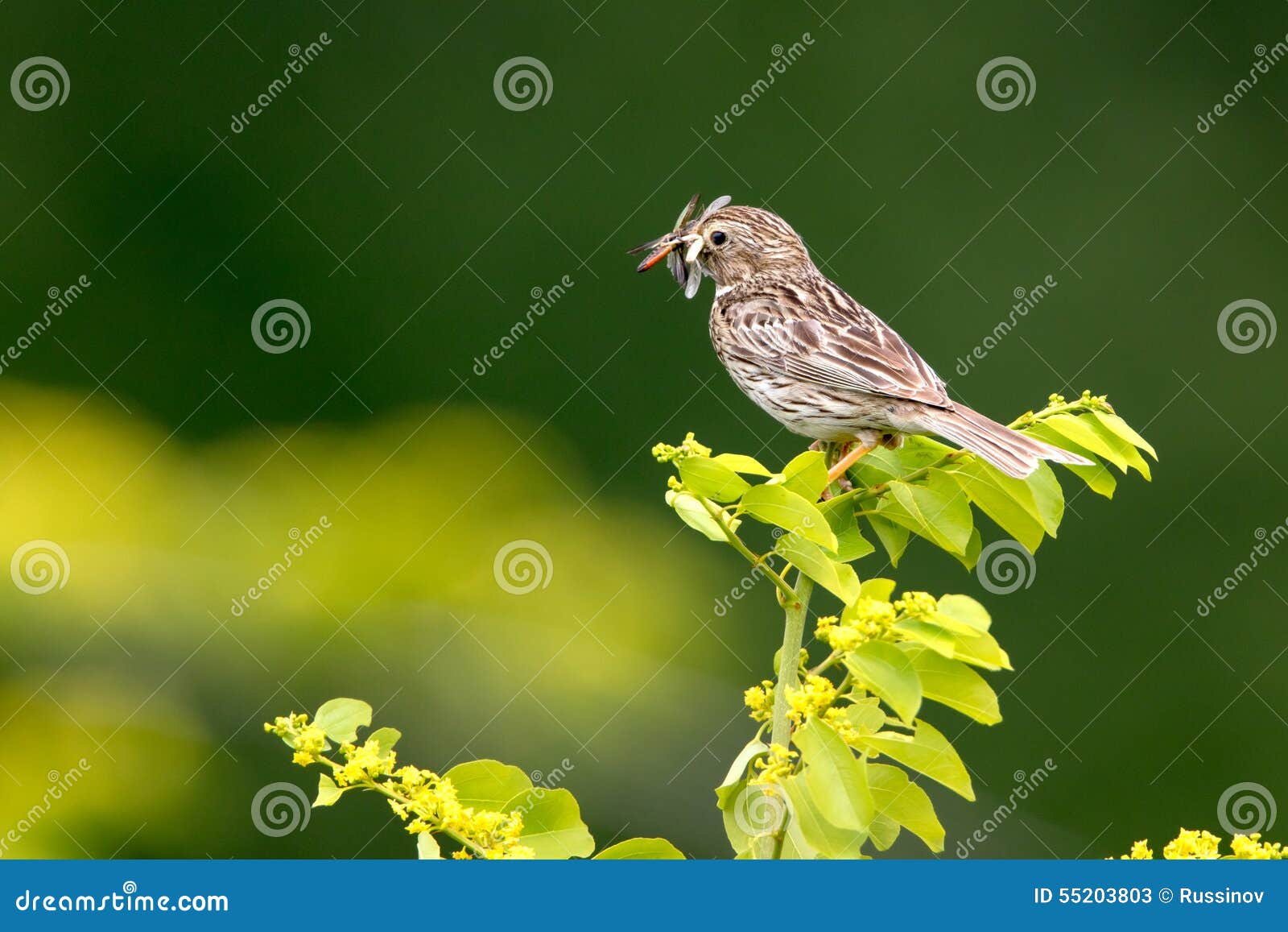 Corn Bunting (Miliaria Calandra) Eating on a Branch Stock Image - Image ...