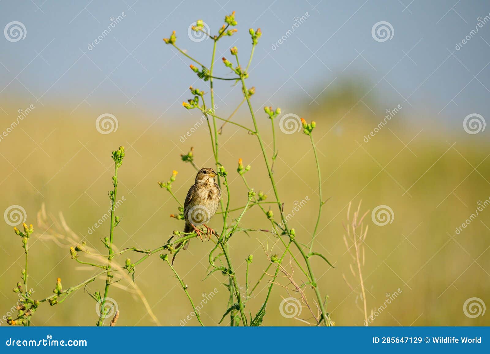 Corn Bunting Miliaria Calandra Sitting on a Branch of the Plant Stock ...