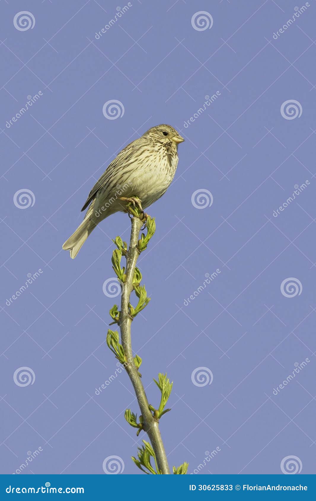 Emberiza Calandra , Corn Bunting Bird Sitting On A Thistle Flower In ...