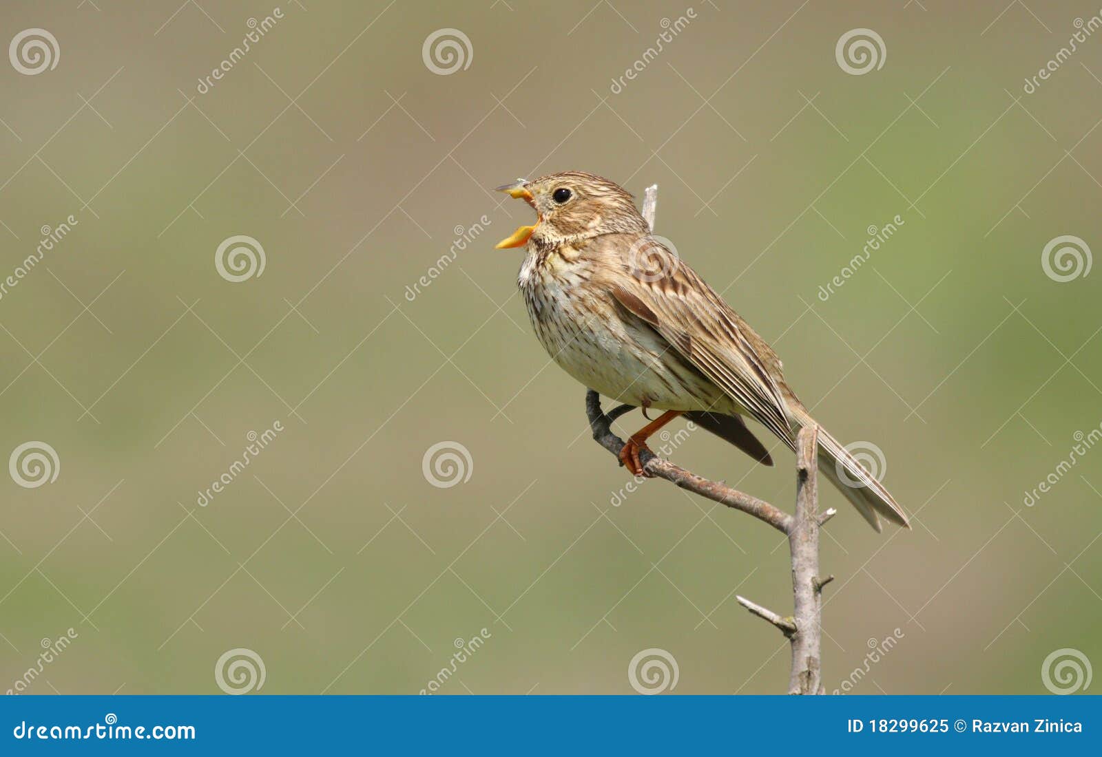 Corn bunting singing stock image. Image of isolated, plumage - 18299625