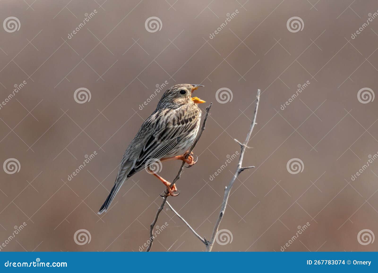 Corn Bunting Singing on Branch of Bush in Steppe Stock Photo - Image of ...