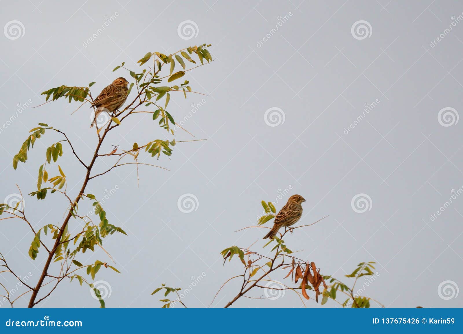 Corn bunting singing stock photo. Image of animal, bunting - 137675426