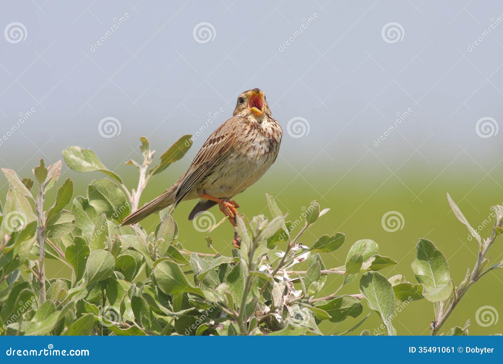 Corn bunting singing. stock image. Image of bird, birdwatching - 35491061
