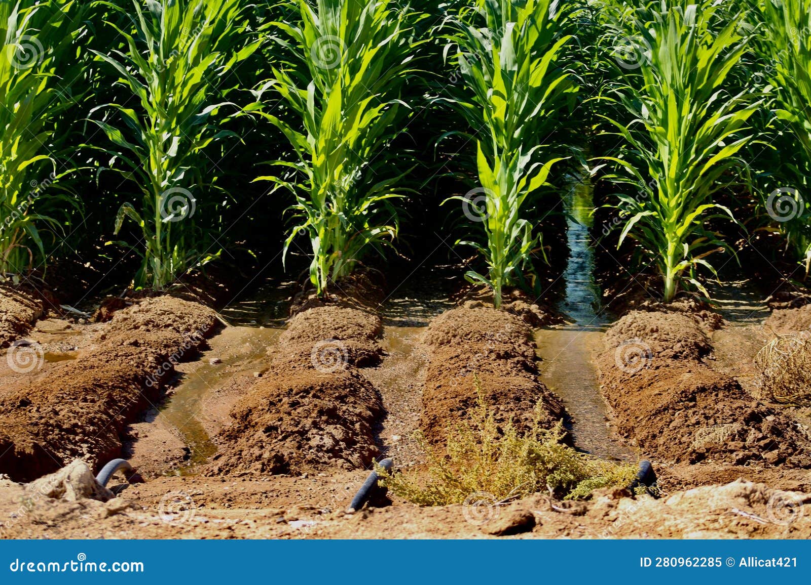 Corn Canals stock image. Image of canals, agriculture - 280962285