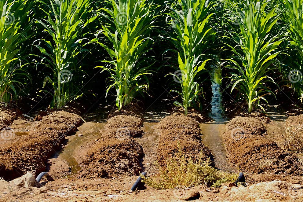 Corn Canals stock image. Image of canals, agriculture - 280962285