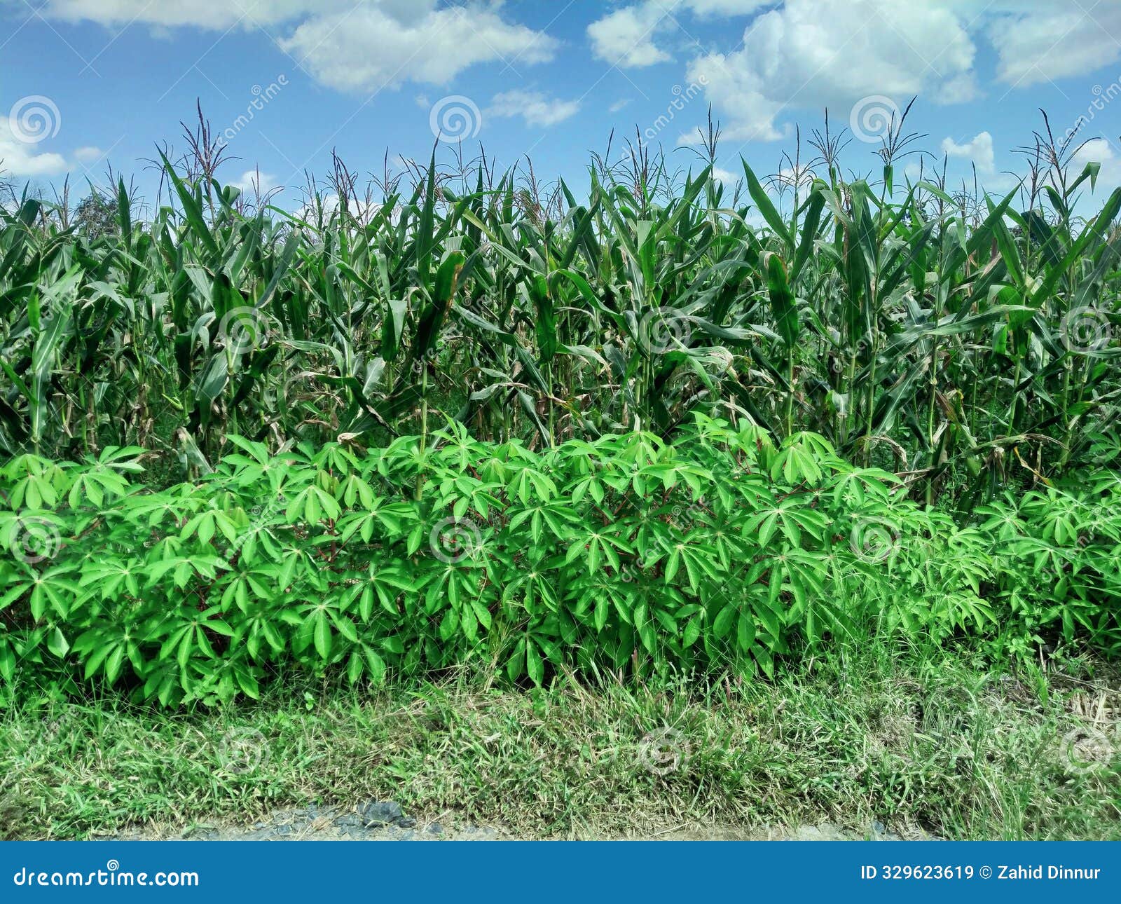 Corn And Cassava Trees On The Edge Of The Village Royalty-Free Stock ...