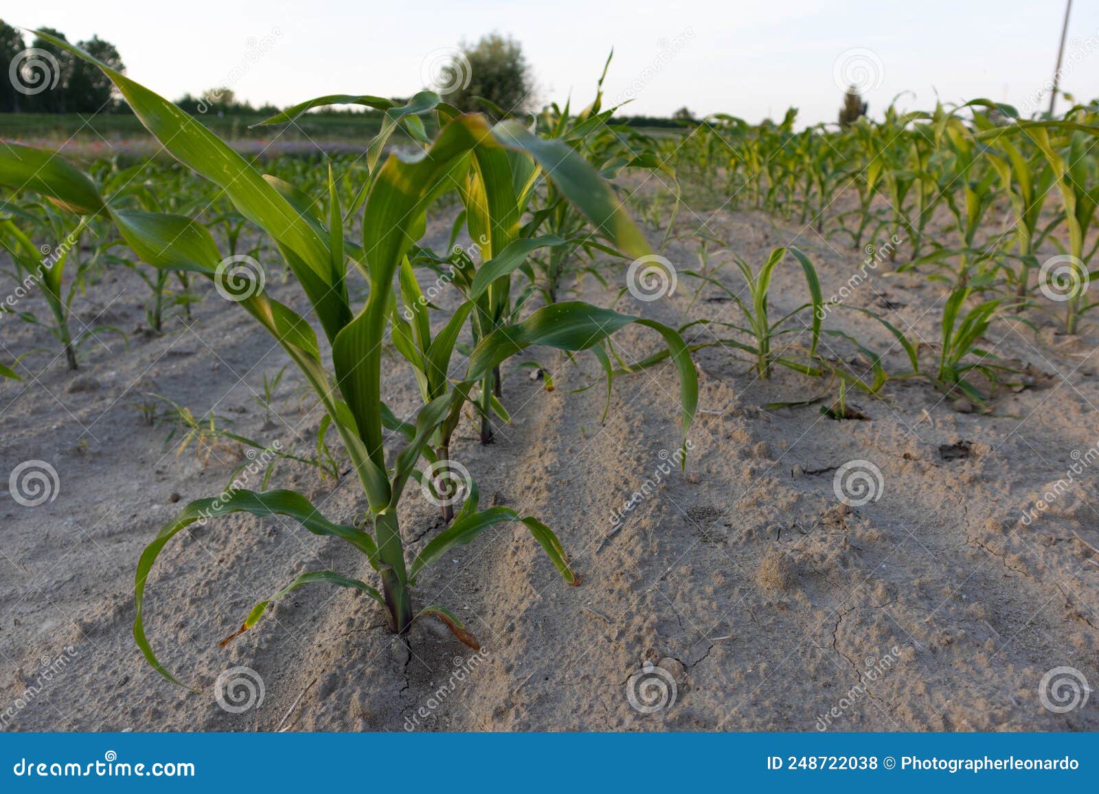 Corn Cereal Crop Field in Spring Hi Res Stock Photo - Image of closeup ...