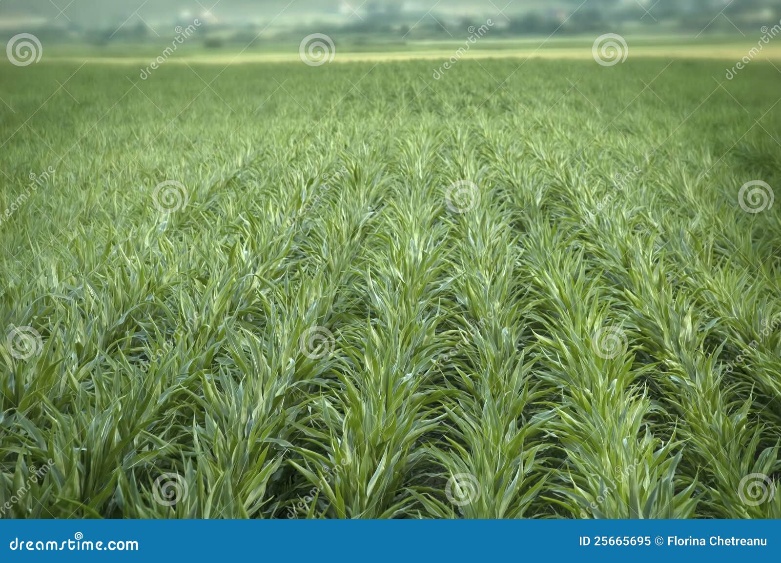 Corn chain stock image. Image of chain, green, natural - 25665695