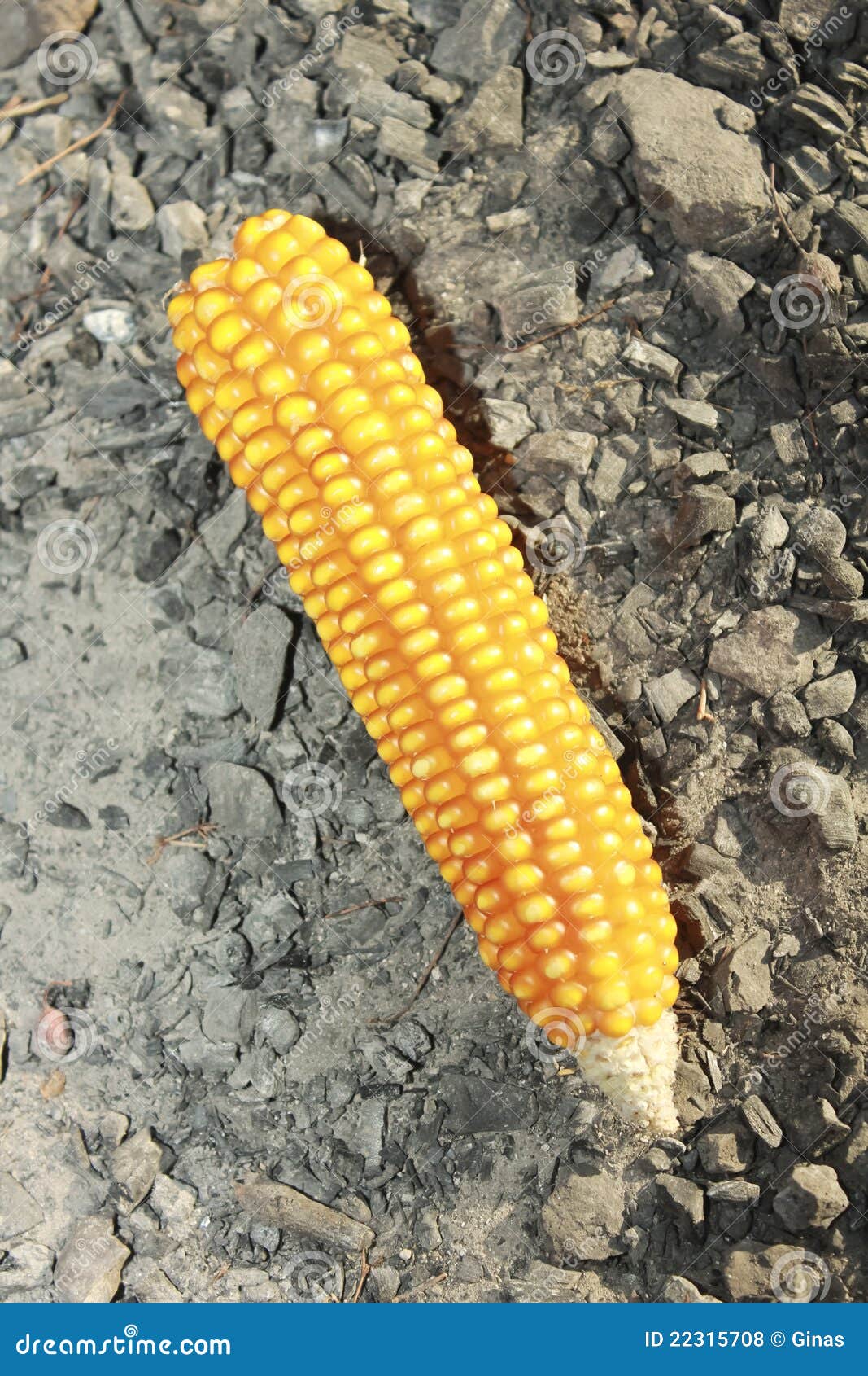 Corn and charcoal stock photo. Image of eatable, corn - 22315708