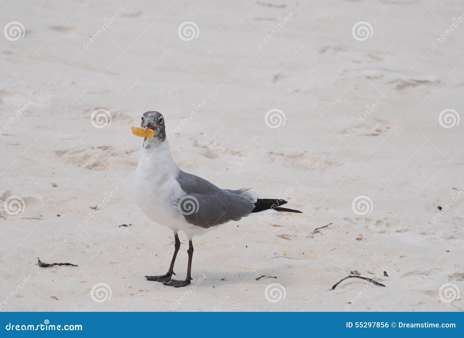 Corn Chip anyone? stock photo. Image of corn, bird, seagull - 55297856