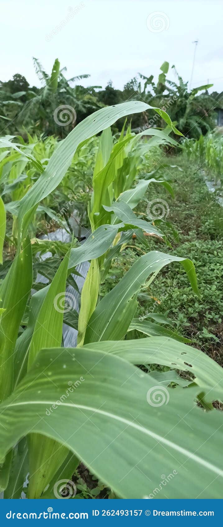 Corn in city stock image. Image of crop, produce, agriculture - 262493157
