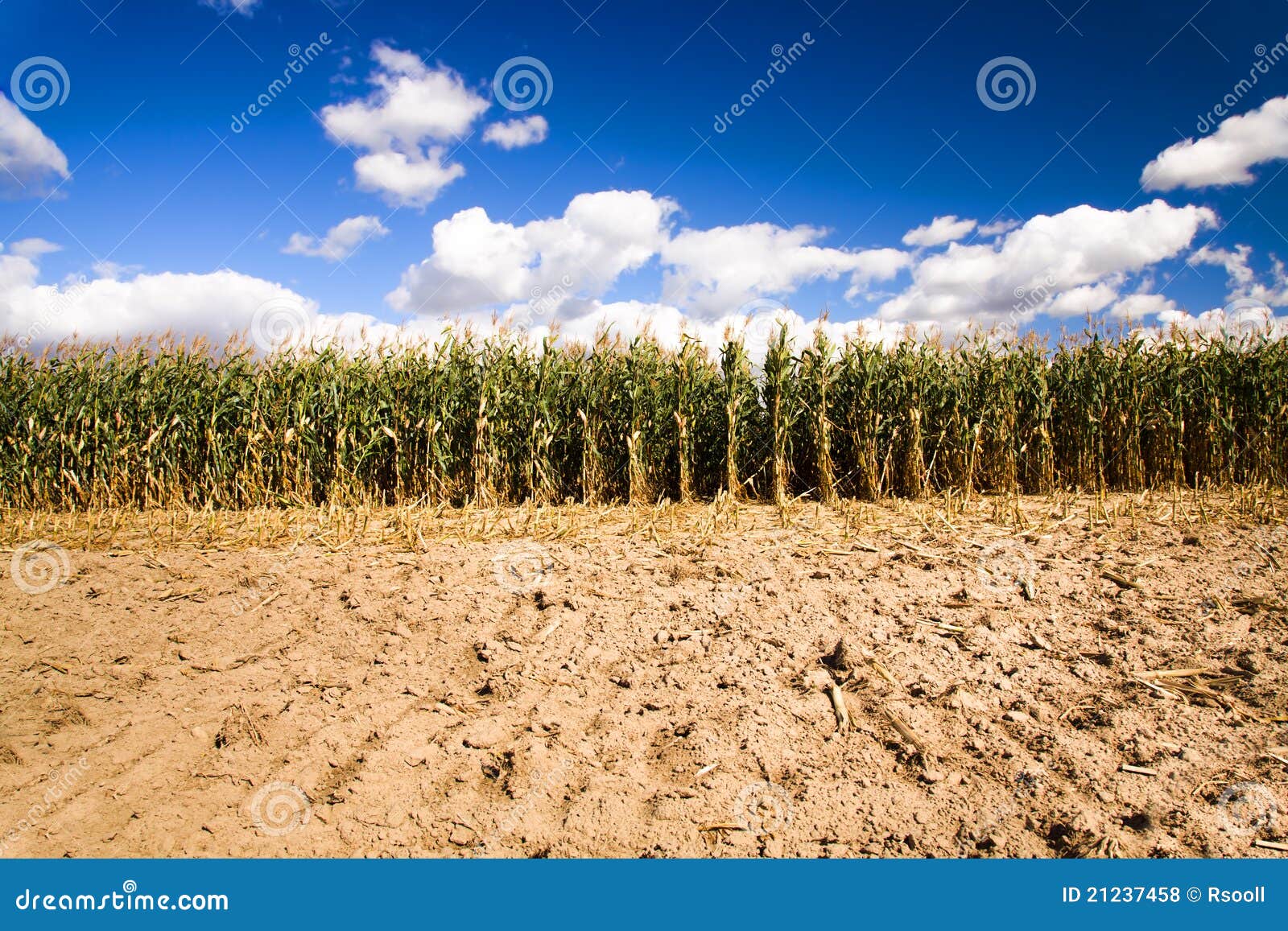 Corn cleaning stock photo. Image of crop, foliage, humus - 21237458