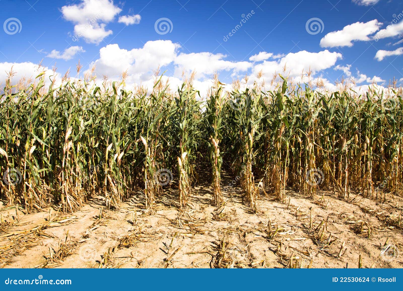 Corn cleaning stock photo. Image of cleaning, cereal - 22530624