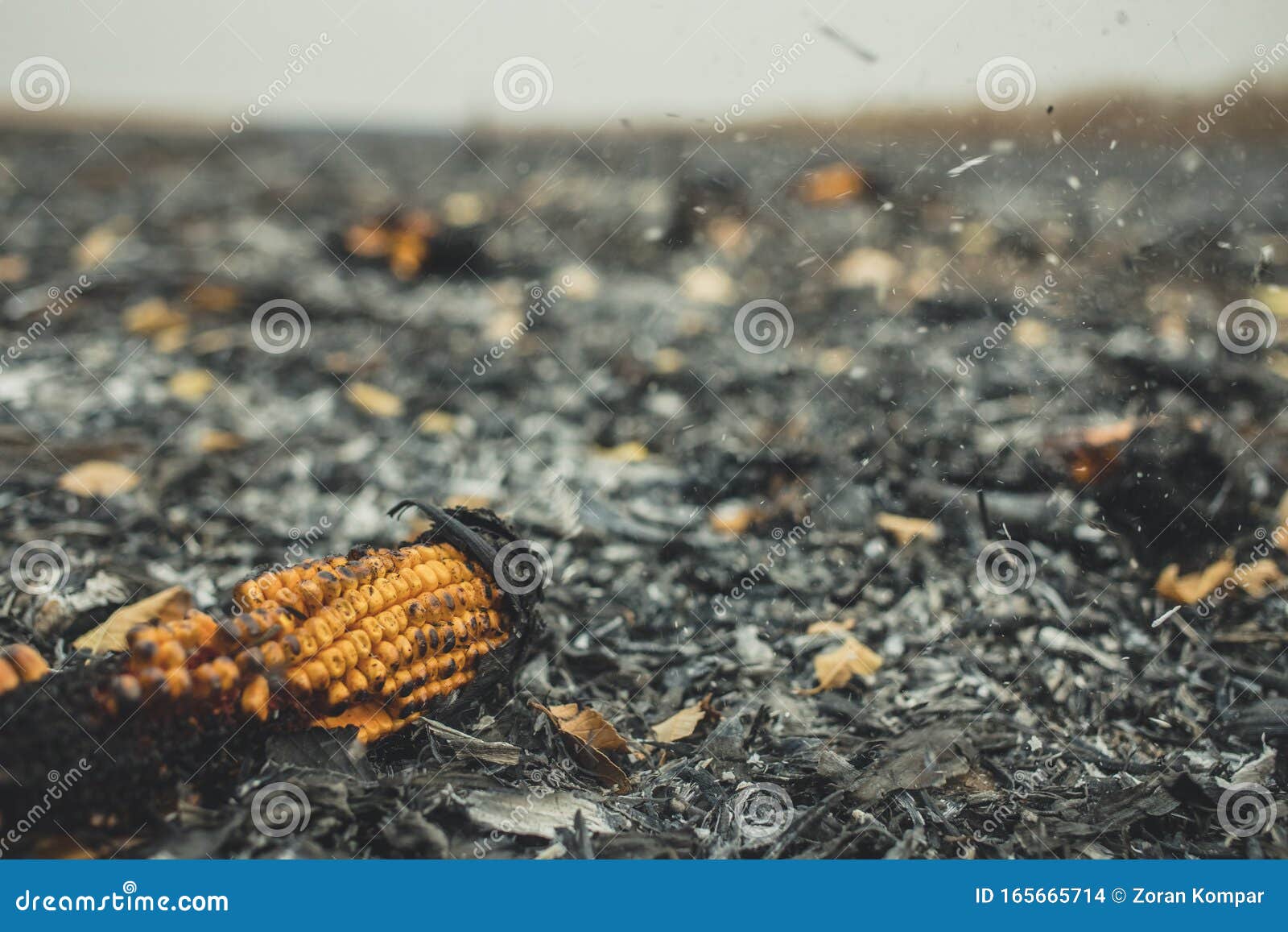 Corn Clip on an Irresponsibly Burnt Field Turned To Ashes. Burnt Corn ...