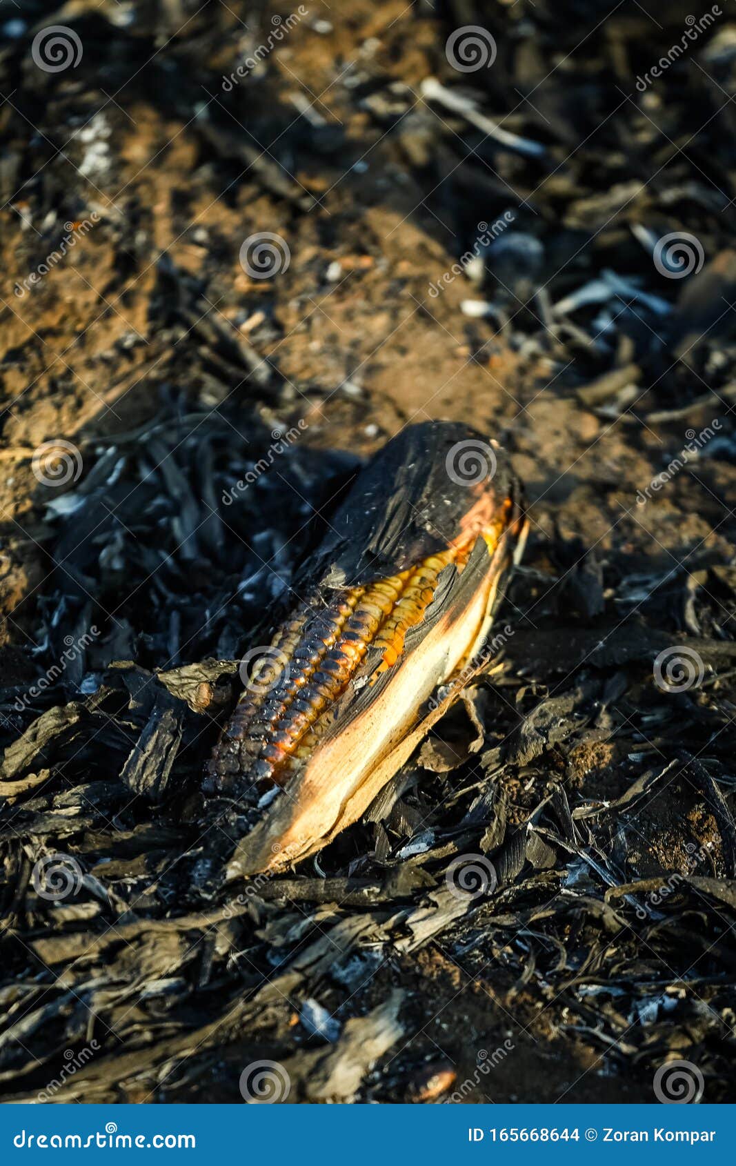 Corn Clip on an Irresponsibly Burnt Field Turned To Ashes. Burnt Corn ...