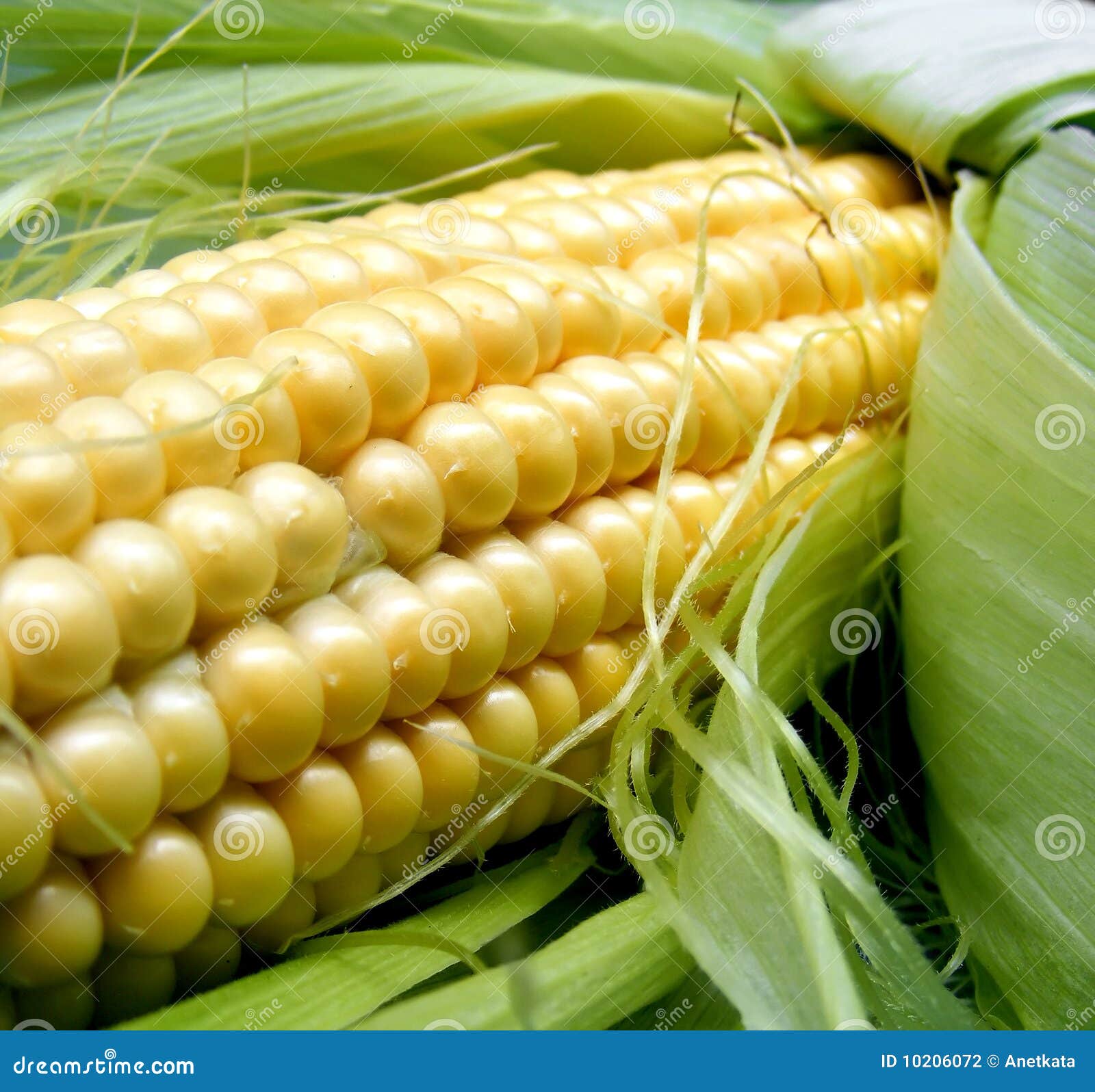 Corn - close up stock photo. Image of crop, husk, food - 10206072