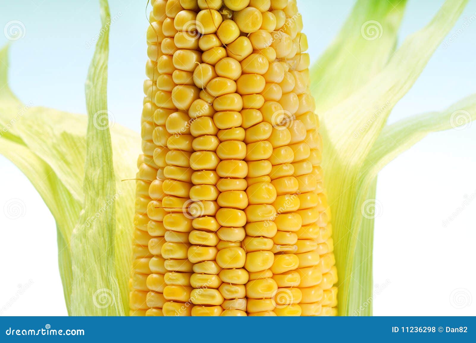 Corn close up stock photo. Image of corn, fresh, crop - 11236298