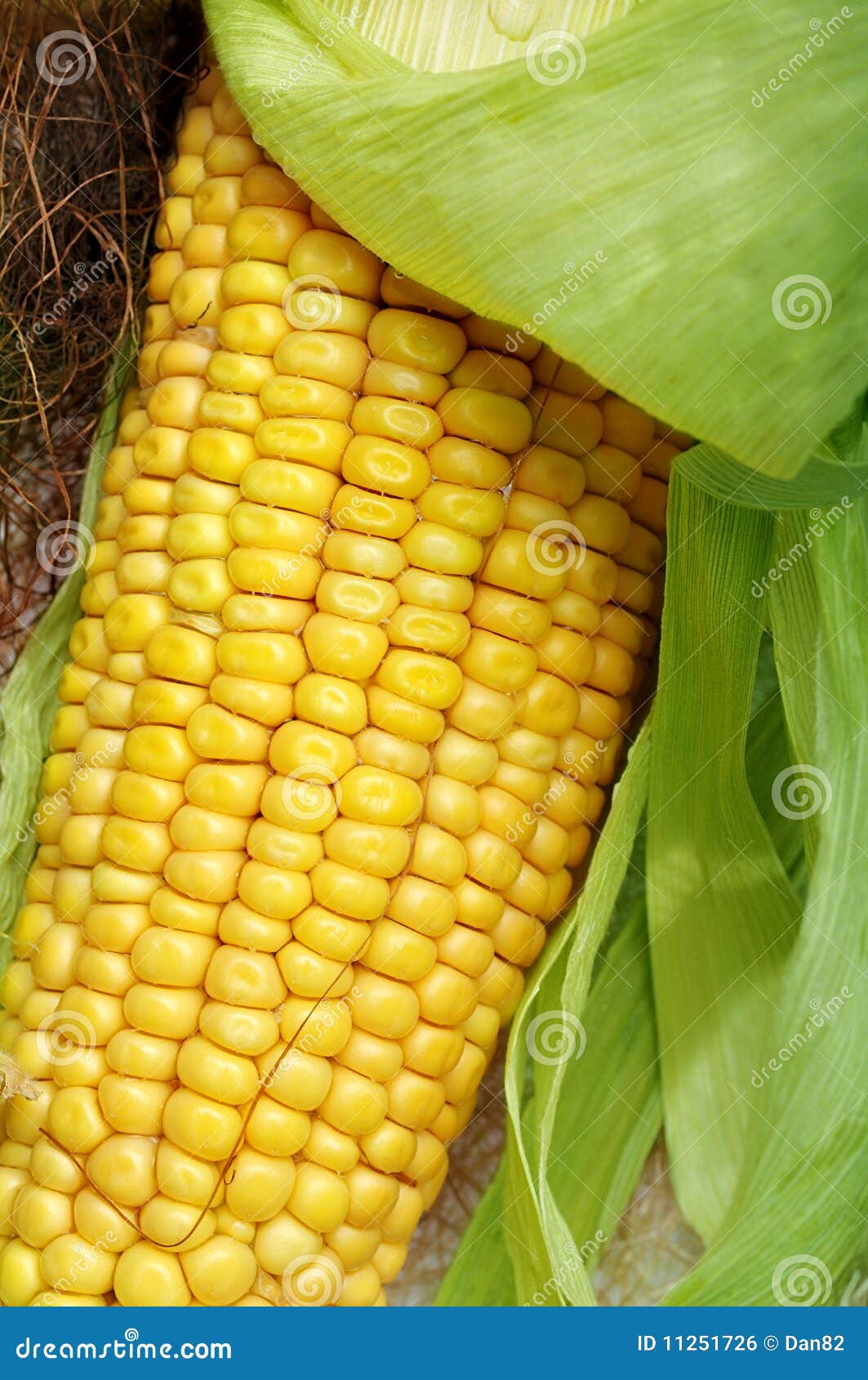 Corn close up stock photo. Image of husk, green, corn - 11251726