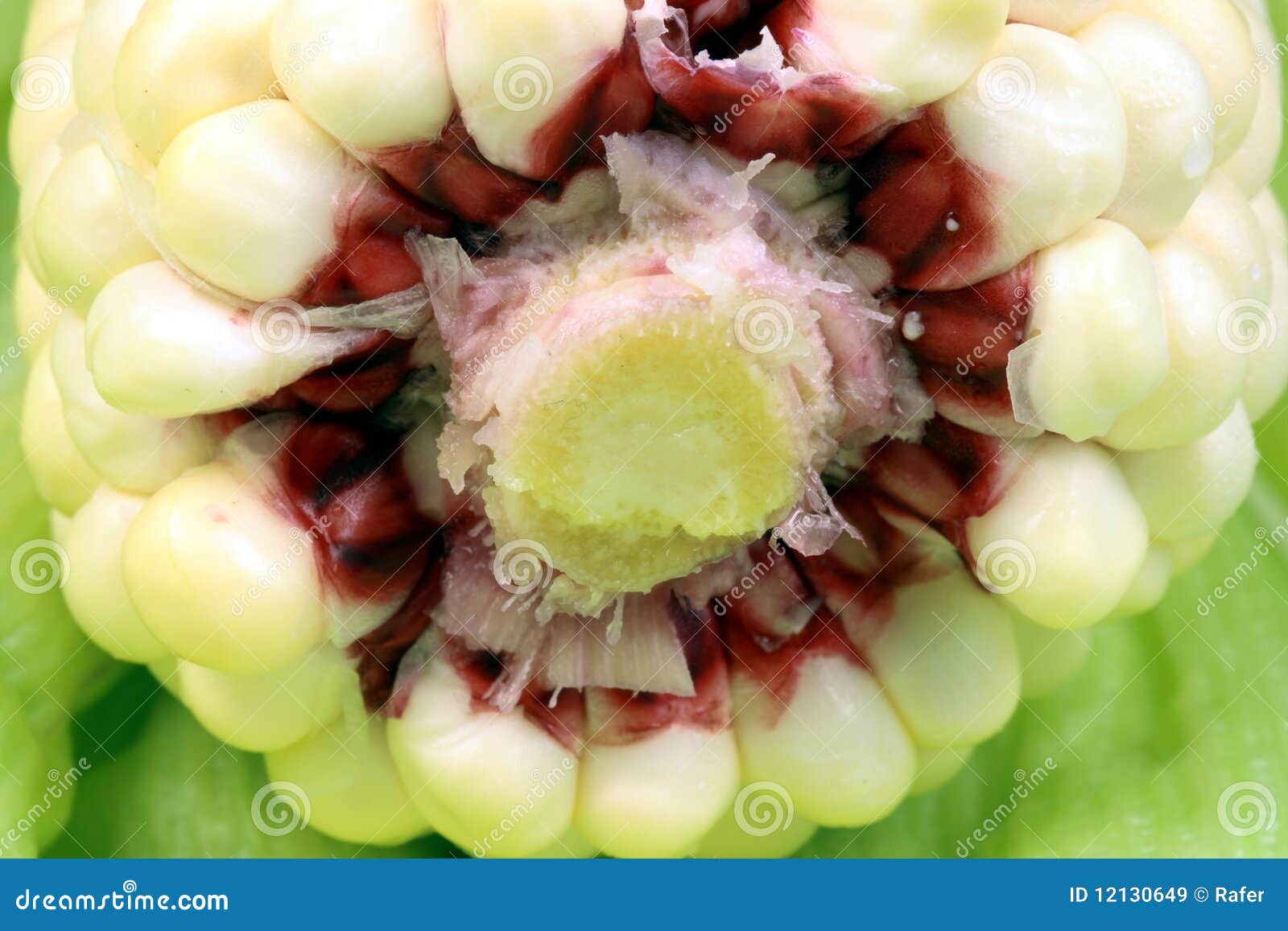 Corn close up stock image. Image of ingredients, produce - 12130649