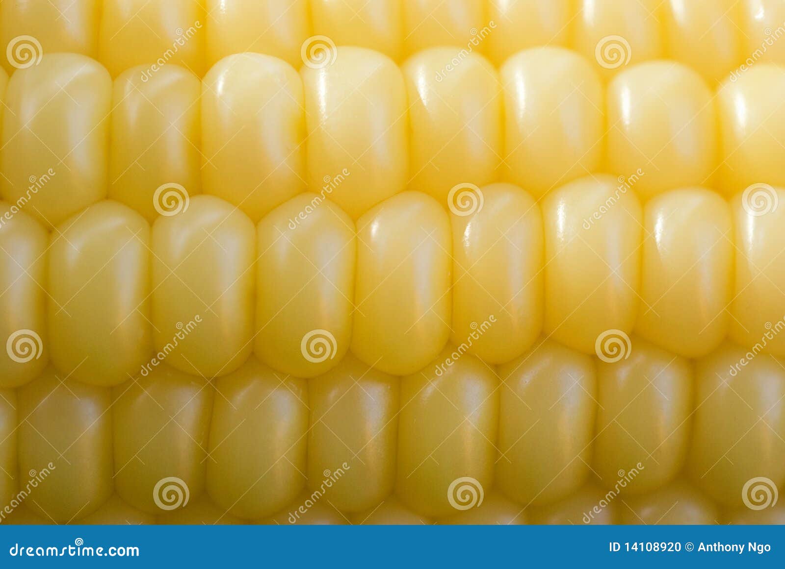 Corn close up stock photo. Image of fresh, agriculture - 14108920