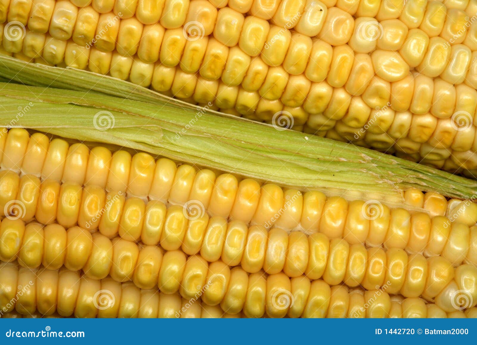 Corn close up stock photo. Image of cooking, yellow, rations - 1442720