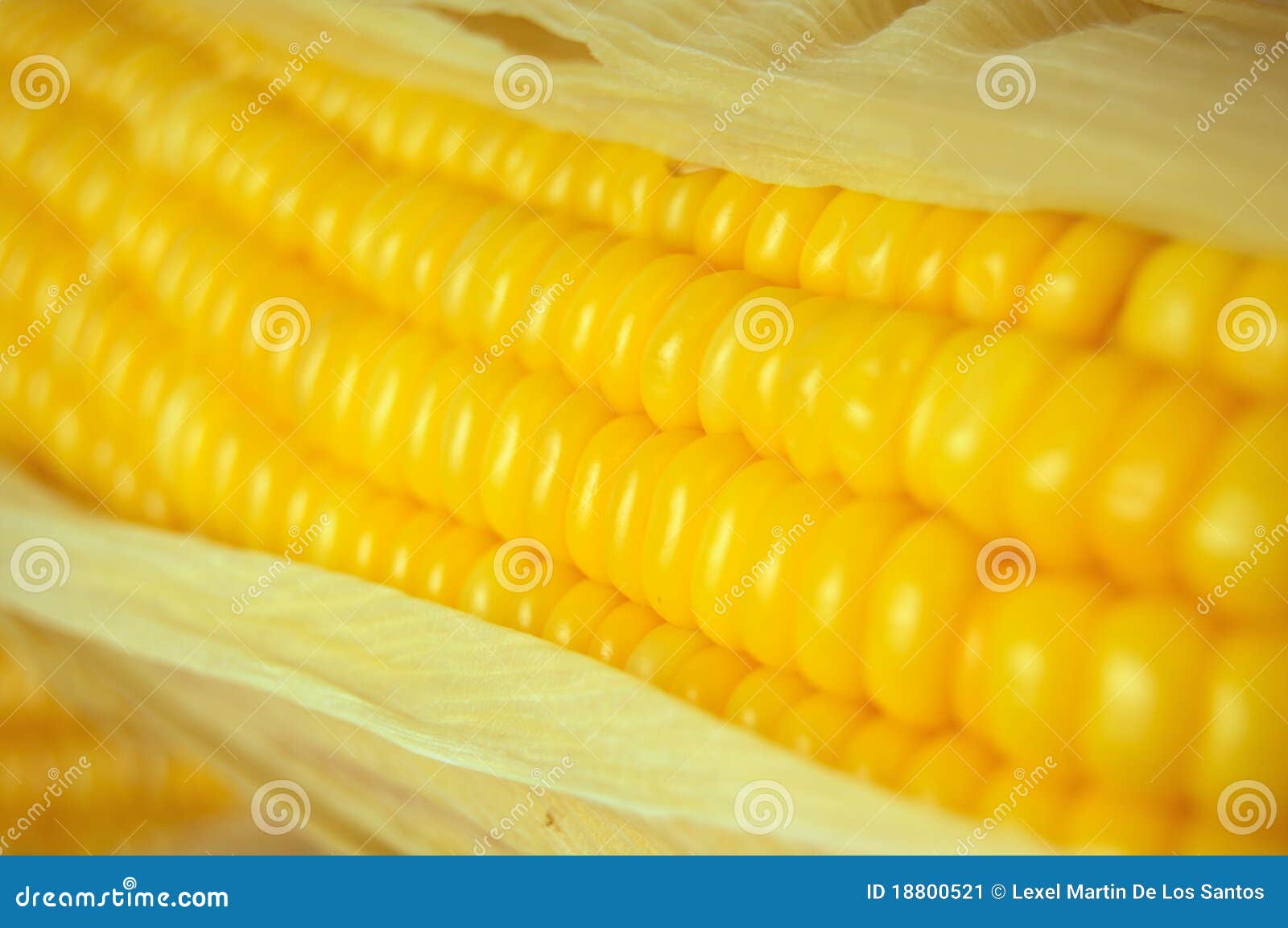 Corn Close-up stock image. Image of fruit, delicious - 18800521