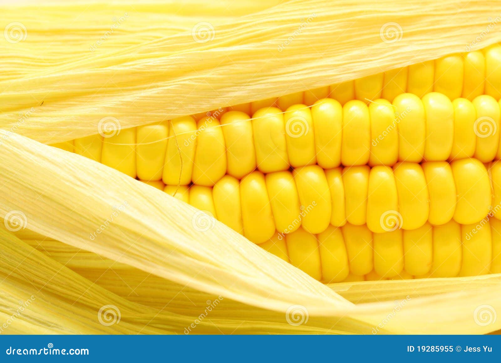 Corn close-up. stock image. Image of isolated, fruit - 19285955