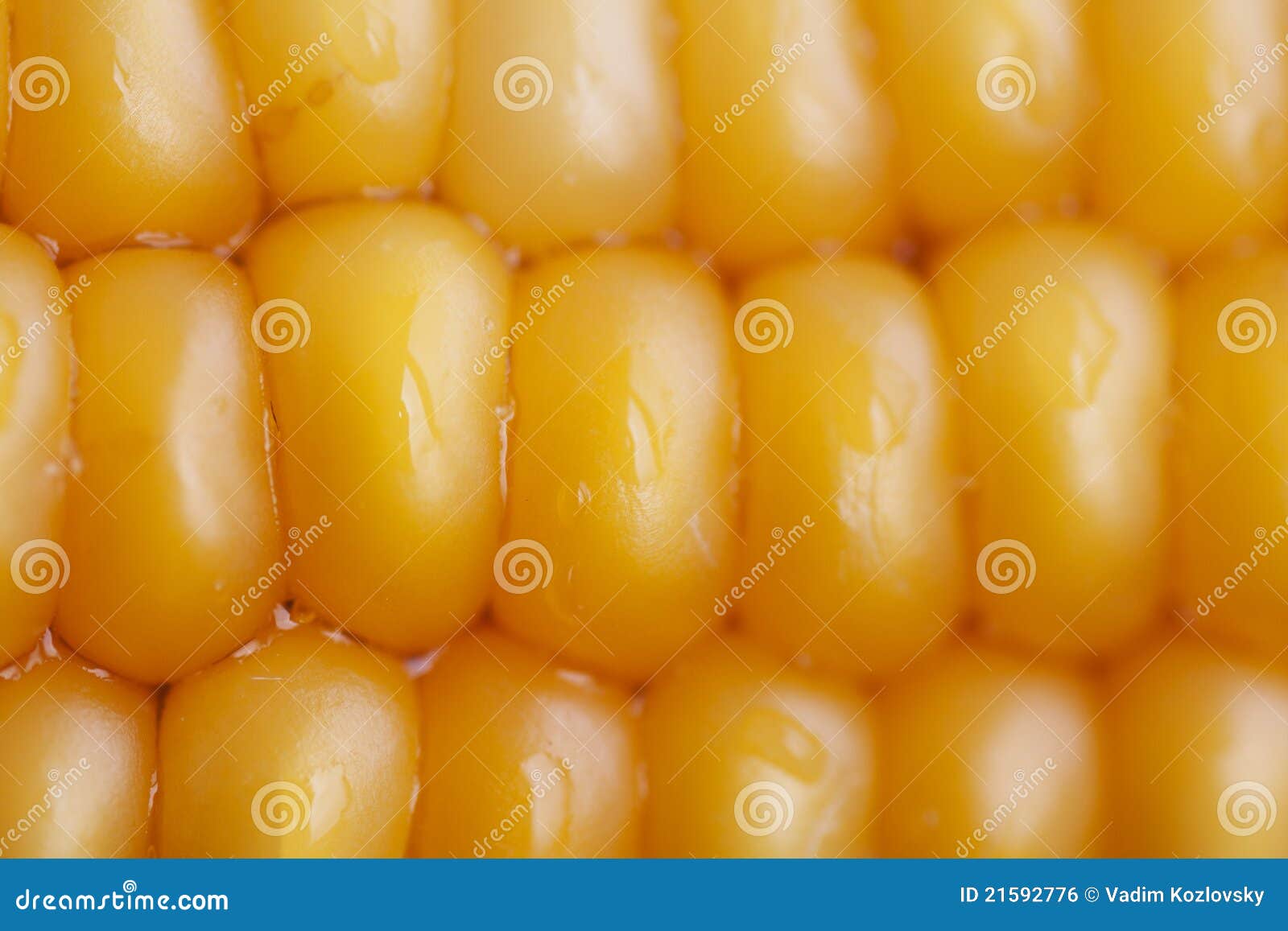 Corn close up stock photo. Image of front, shucked, harvesting - 21592776