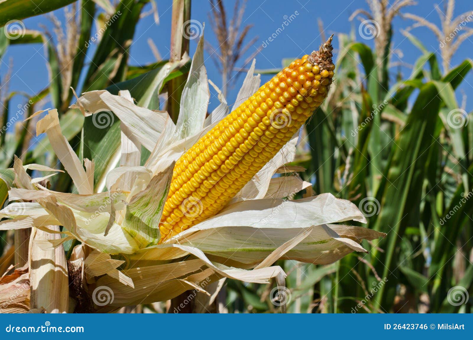 Corn close-up stock photo. Image of produce, popcorn - 26423746